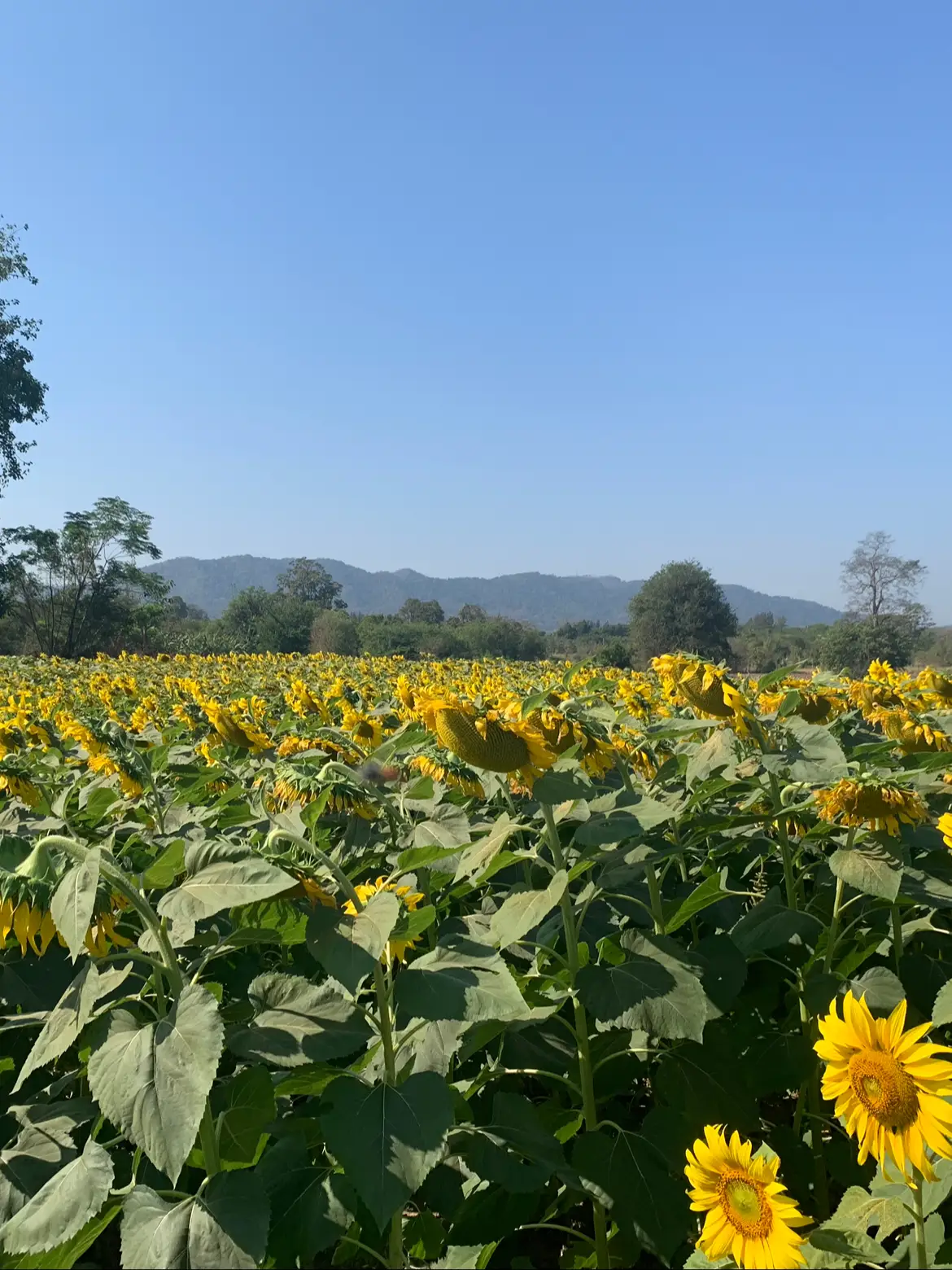 Sunflower Farm In Baguio City | Best Flower Site