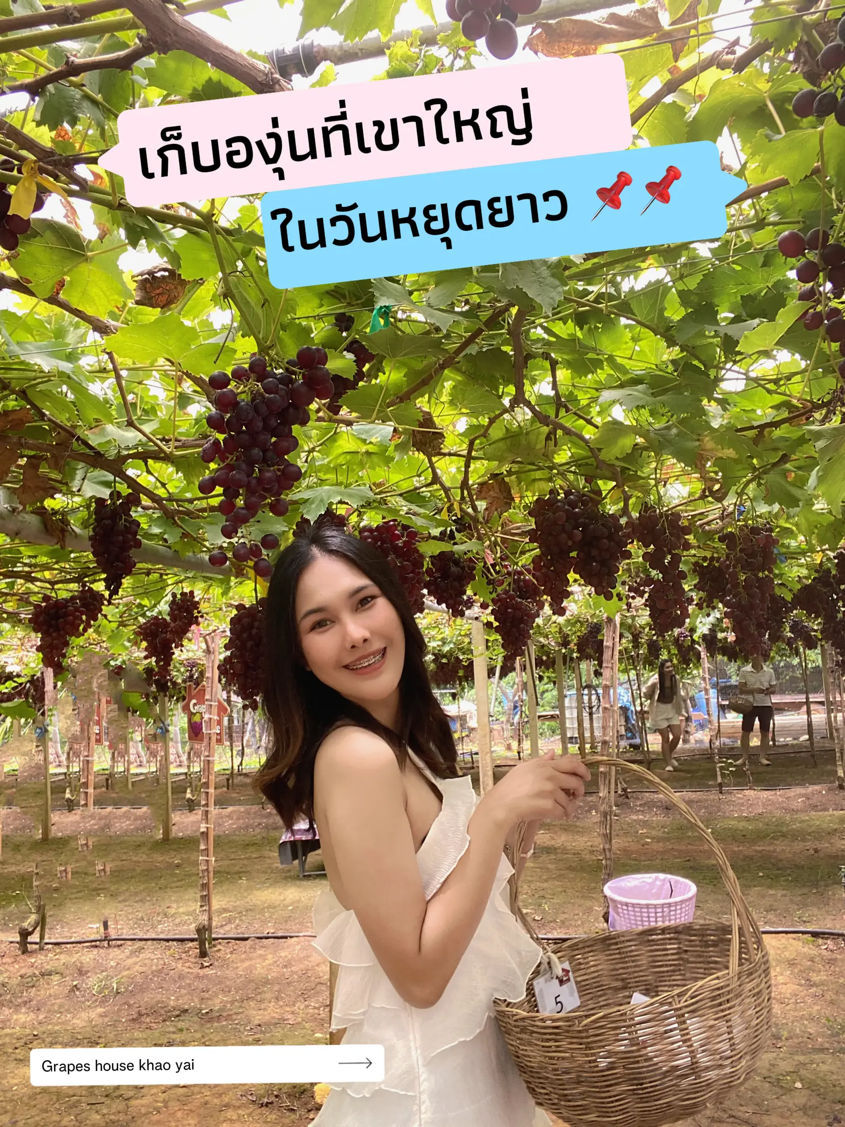 วันหยุดยาวไปเก็บองุ่นที่เขาใหญ่กันค้าาาา | แกลเลอรีที่โพสต์โดย Pon_pon | Lemon8