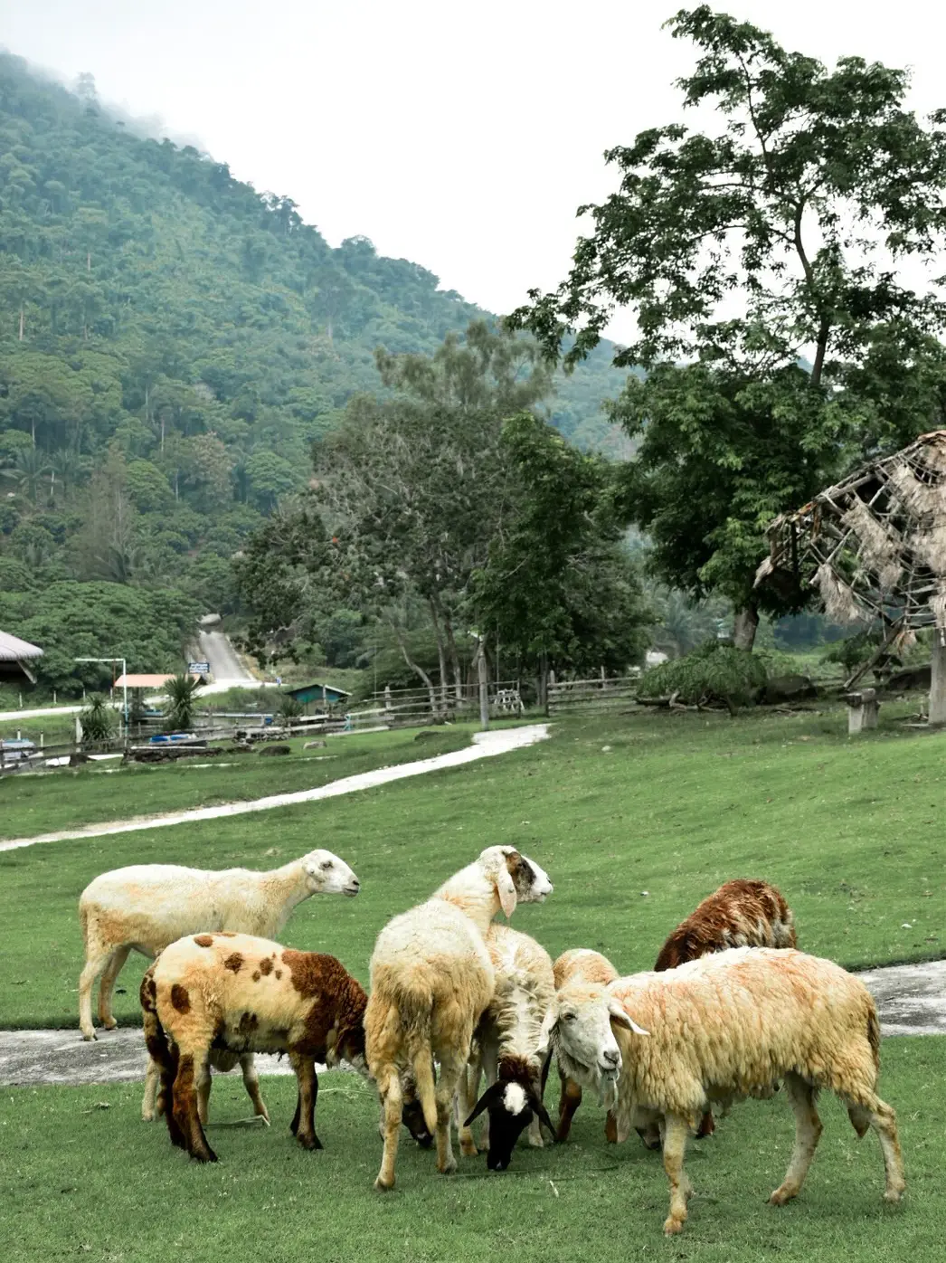 SUAN LAMAI | นอนรถบ้าน ชมแกะ กินบุฟเฟต์ผลไม้ | แกลเลอรีที่โพสต์โดย ...