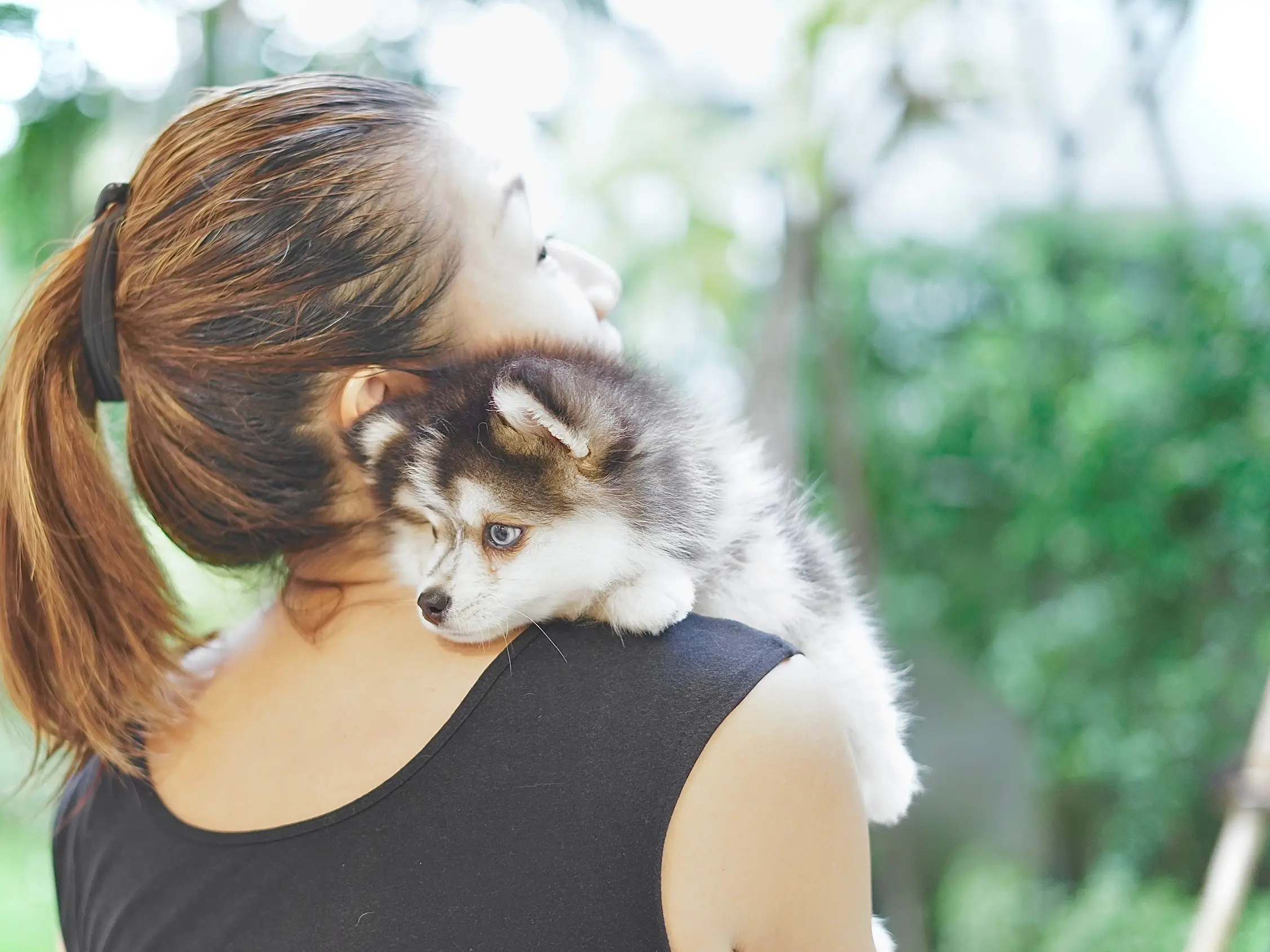 ผมเป็น Pomsky (Pomeranian + Siberian husky) 🐶 | แกลเลอรีที่โพสต์โดย ...