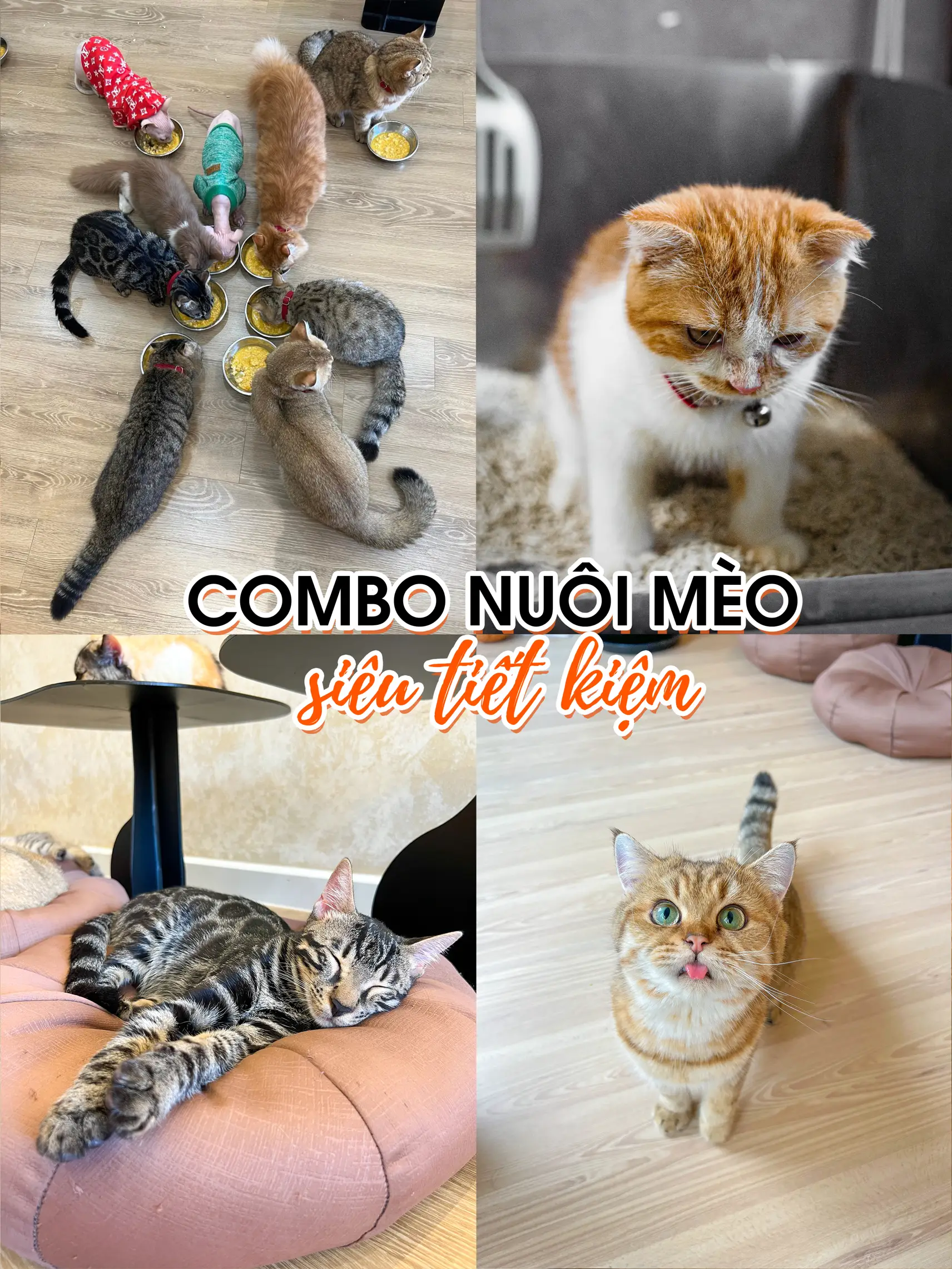 COMBO NUÔI MÈO TIẾT KIỆM 💵 | แกลเลอรีที่โพสต์โดย Geisha Cat Cafe | Lemon8