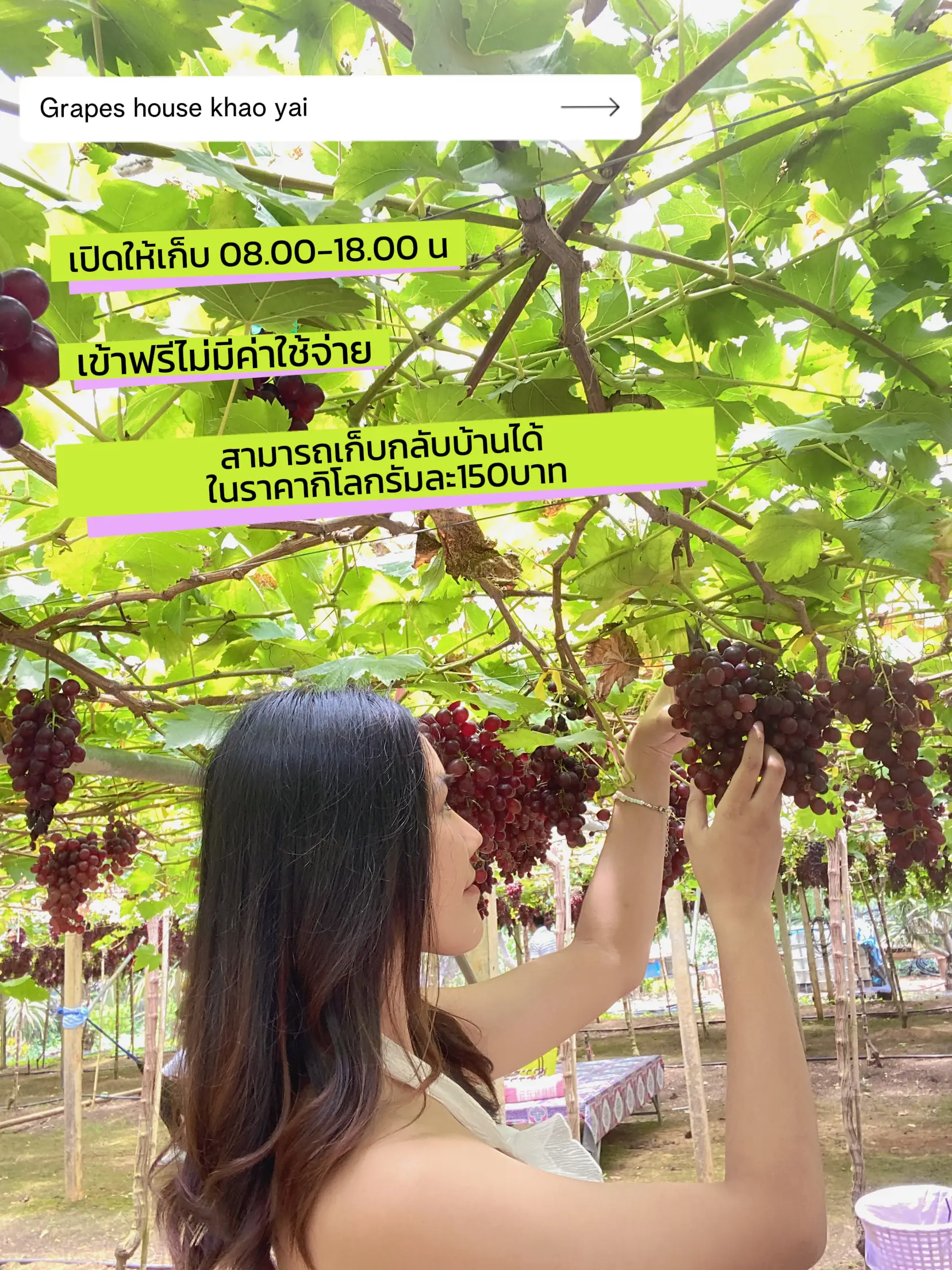 วันหยุดยาวไปเก็บองุ่นที่เขาใหญ่กันค้าาาา | แกลเลอรีที่โพสต์โดย Pon_pon | Lemon8