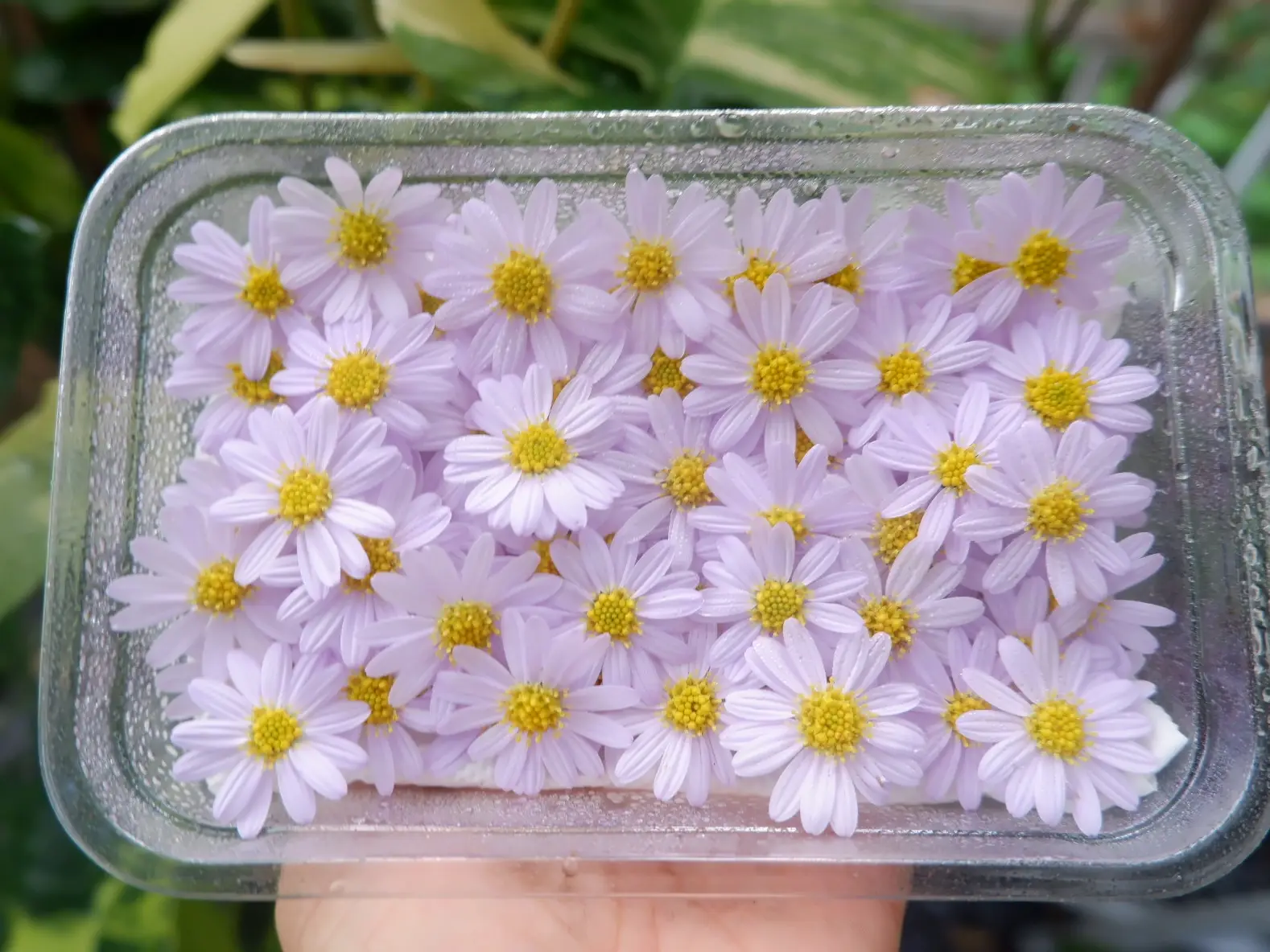 มากาเร็ตบอเนียว | แกลเลอรีที่โพสต์โดย Sirin flower | Lemon8