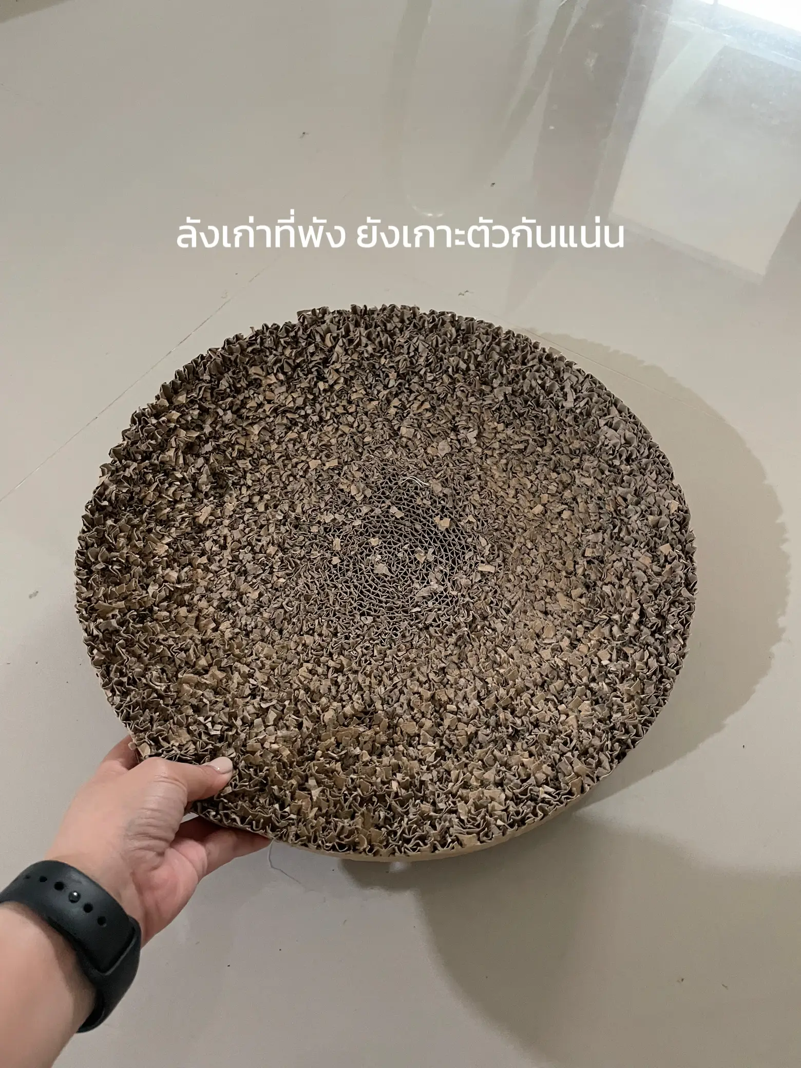 แชร์ไอเดีย ยืดอายุที่เกาเล็บแมว 😺 | แกลเลอรีที่โพสต์โดย lllkkk | Lemon8