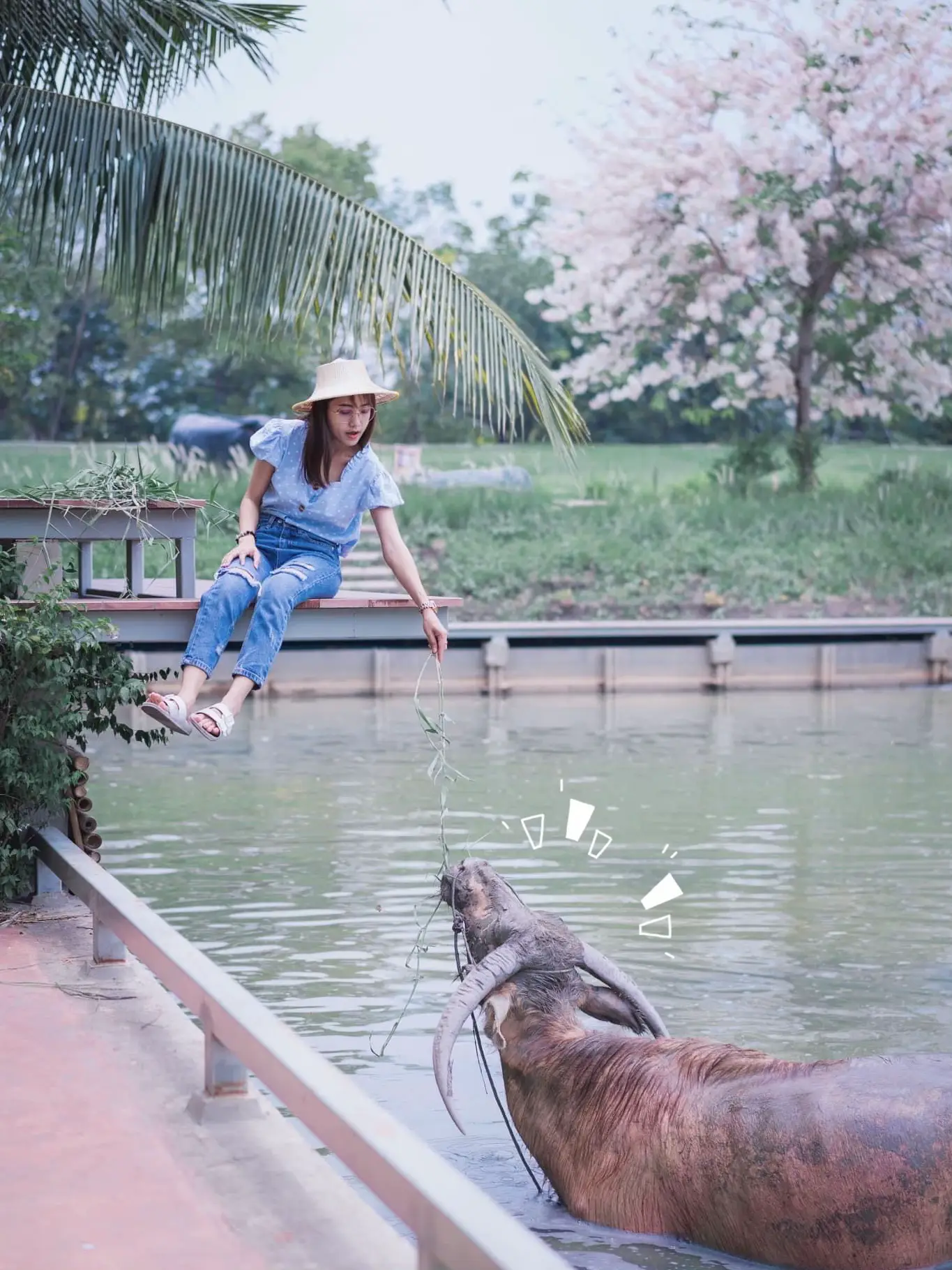 Kanna Cate ใกล้กรุงเทพ สายธรรมชาติต้องโดน🌳🐃 | แกลเลอรีที่โพสต์โดย Apple.Benjamas | Lemon8