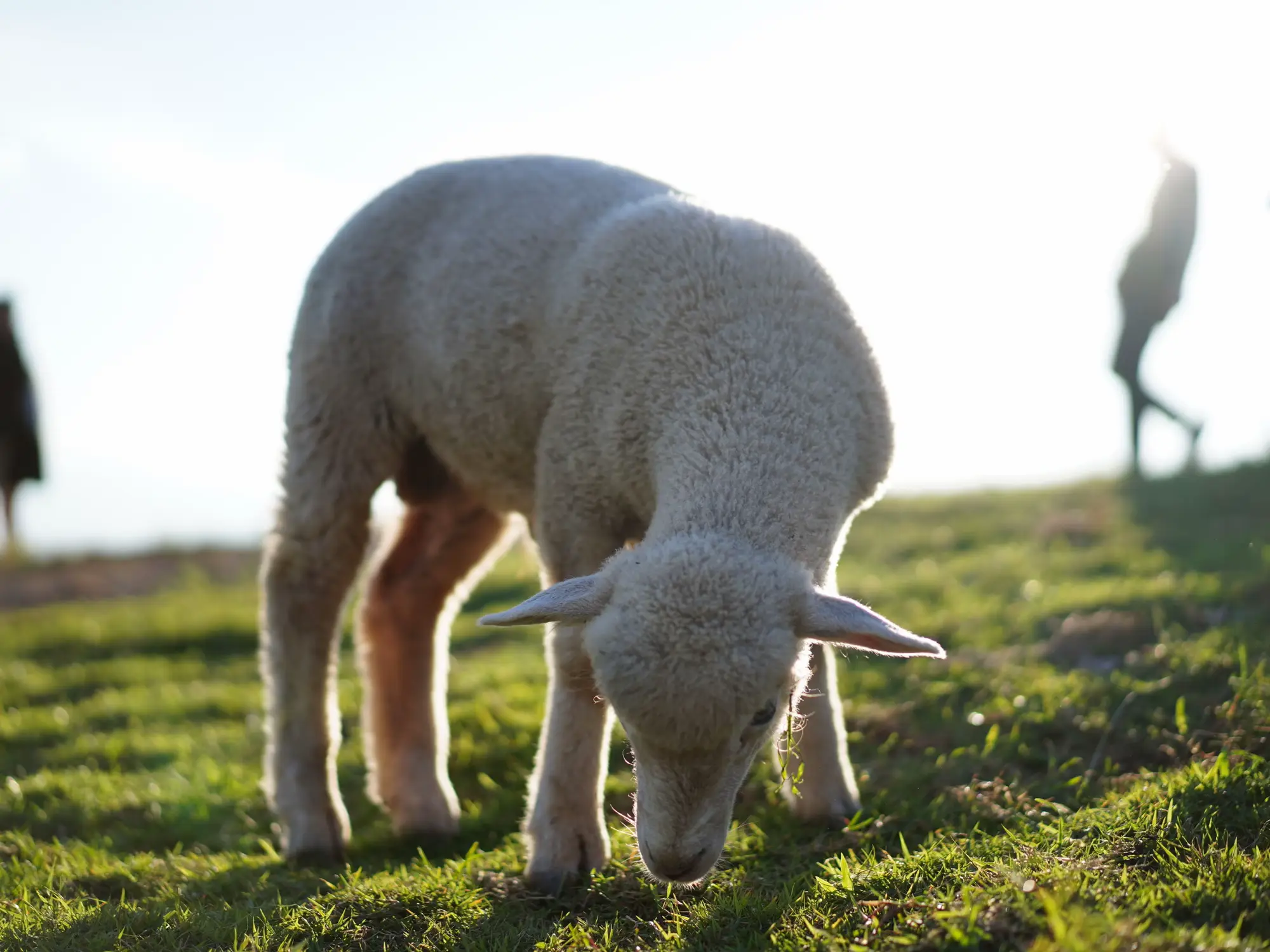 Akha FarmVille เชียงราย | แกลเลอรีที่โพสต์โดย TAEW🍃 | Lemon8