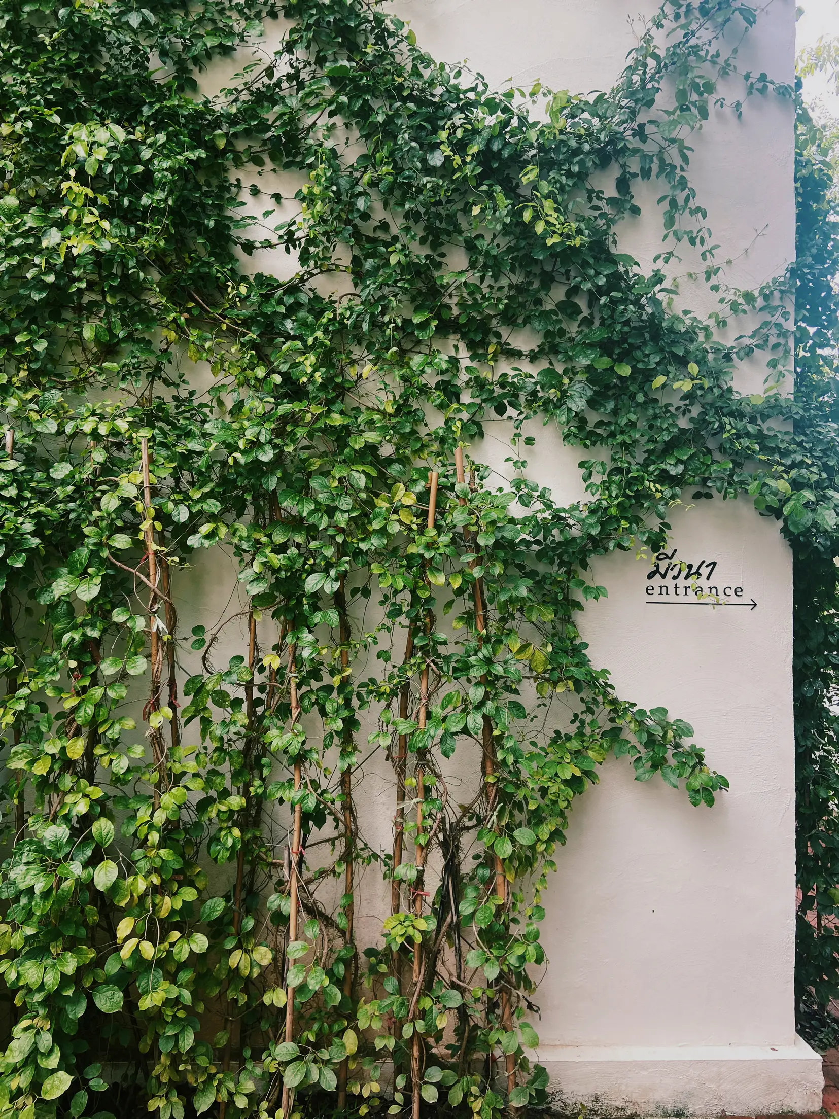 📍Mivana organic forest coffeeร้านกาแฟย่านศรีนครินทร์ | แกลเลอรีที่โพสต์ ...