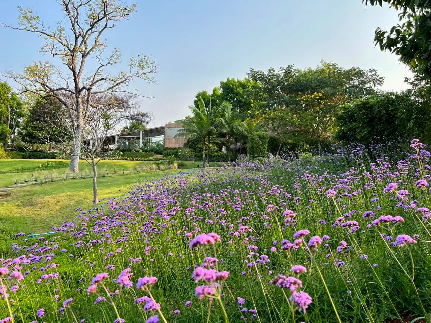 Bucolic Khaoyai ⛰️ | Gallery posted by Wi sa | Lemon8