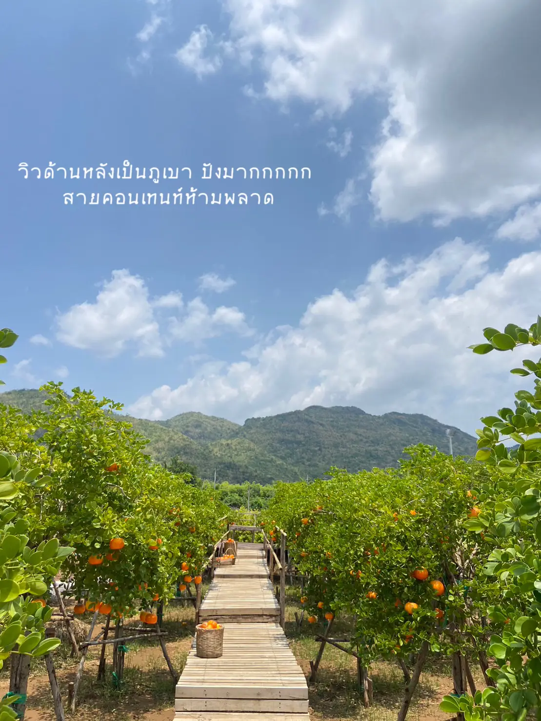 CAFÉ Move To Mountain Garden กาญจนบุรี🍊🍎 | แกลเลอรีที่โพสต์โดย ...