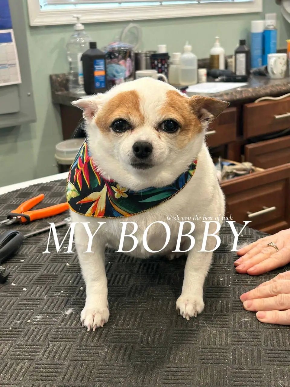 Free dog toys?🐶 | My story about Bobby (SPONSORED) | Gallery posted by Ed | Lemon8