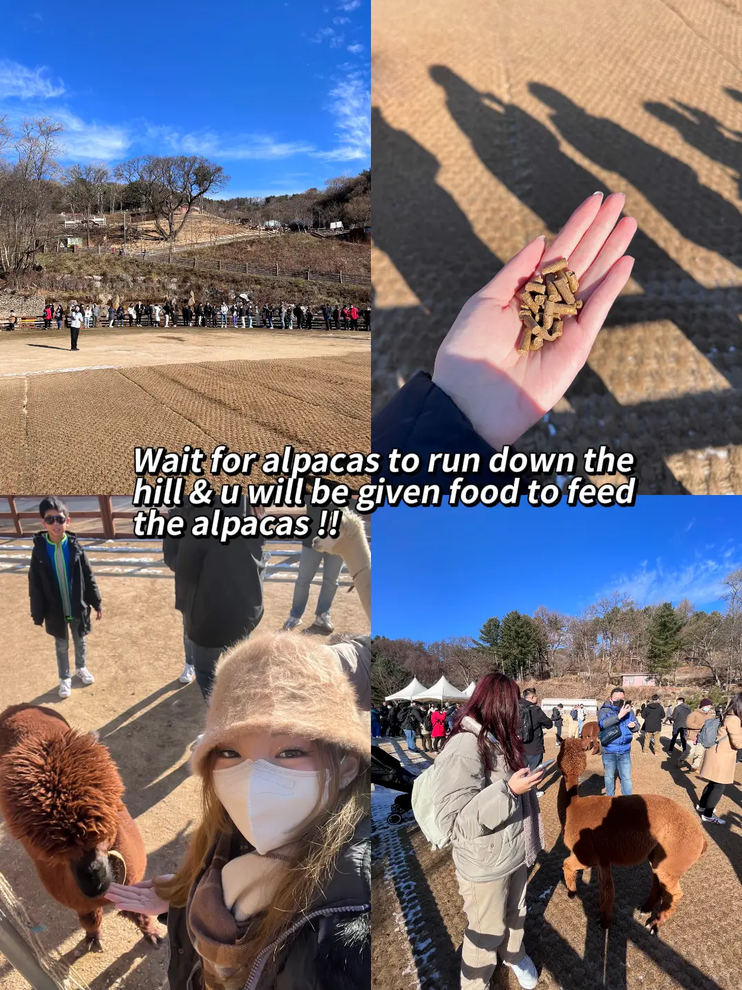 WE RENTED AN 🦙 HERE?? BEST KLOOK PACKAGE EVER!!💯🤑😍 | Gallery posted by Jeslyn | Lemon8