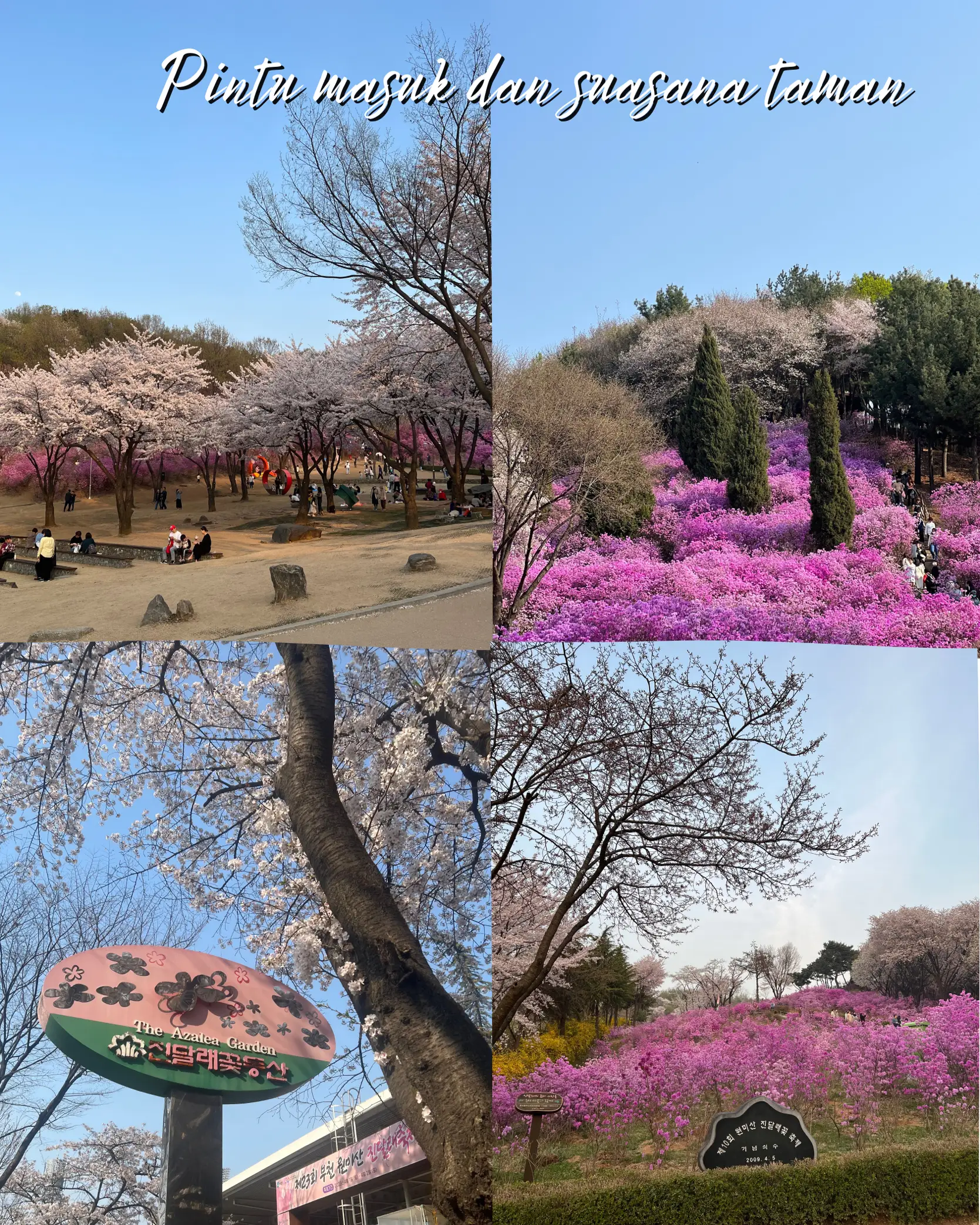 Azalae Garden Bucheon! Hidden Gem deket Seoul! | Galeri diposting oleh ...