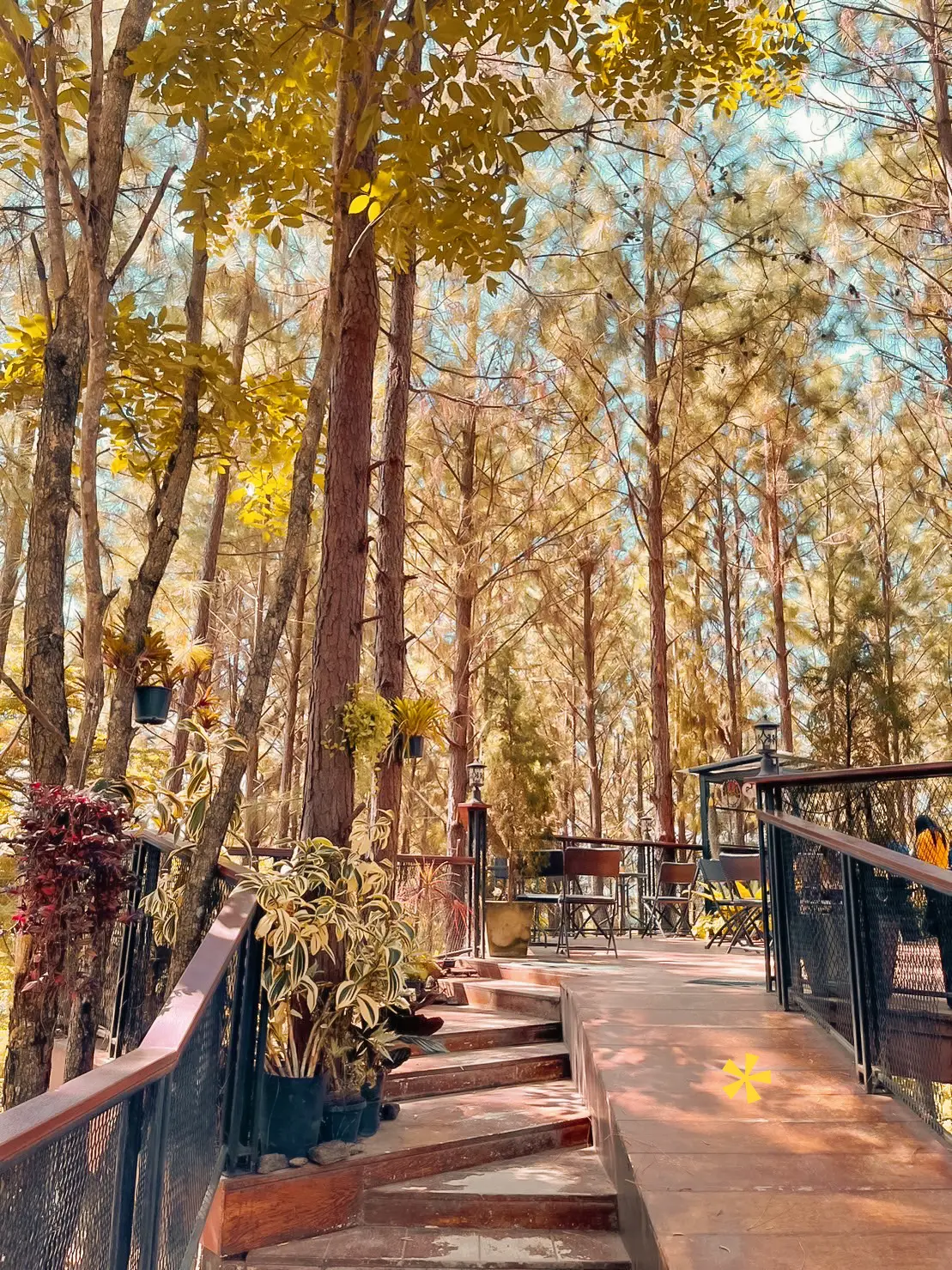 ไปเที่ยวเขาค้อต้องไม่พลาดคาเฟ่ Cedar Cafe’🍵 | แกลเลอรีที่โพสต์โดย ...