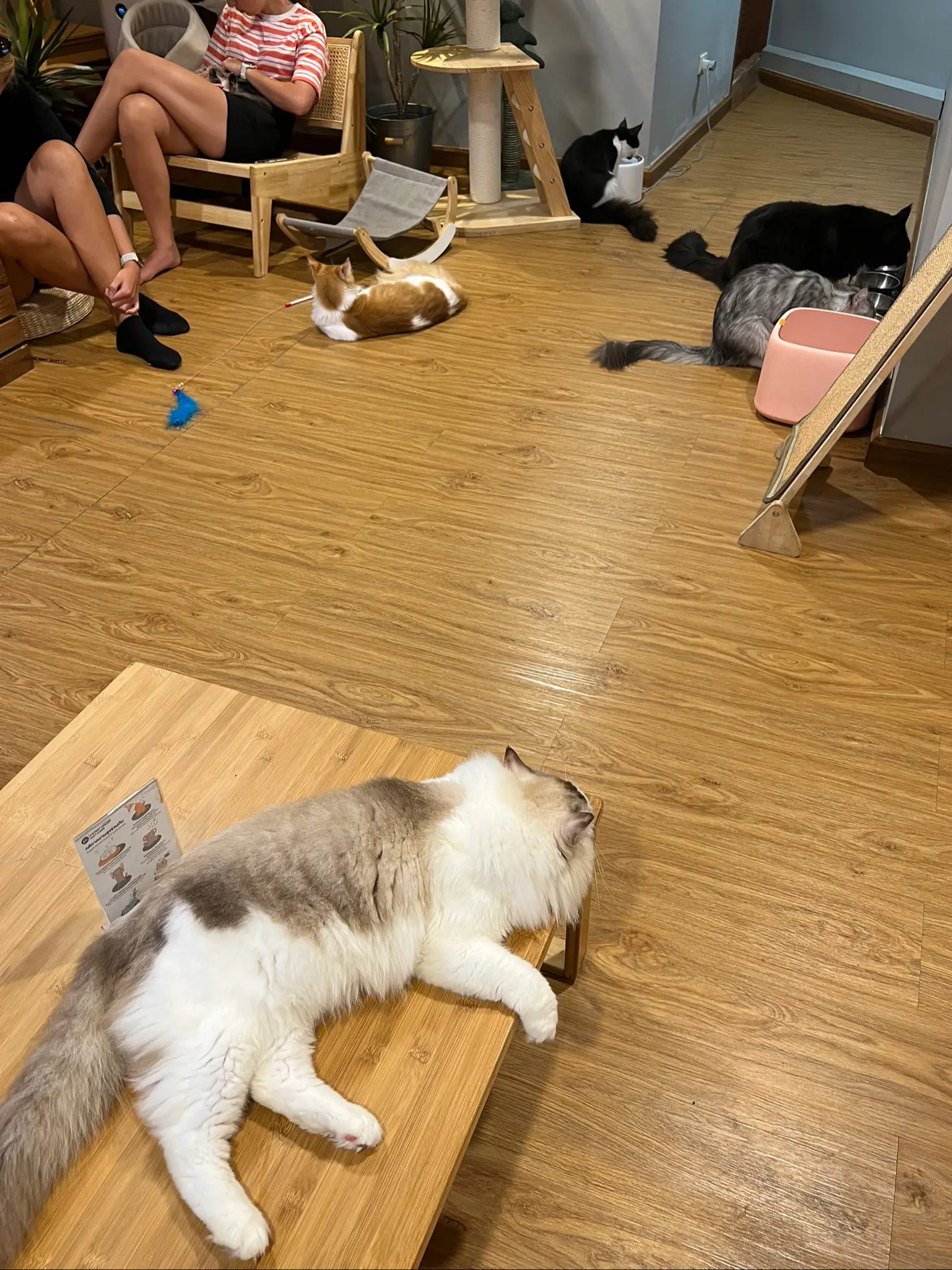 Catnip house คาเฟ่แมวย่านม.เกษตร ใกล้BTSเสนานิคม | แกลเลอรีที่โพสต์โดย ...