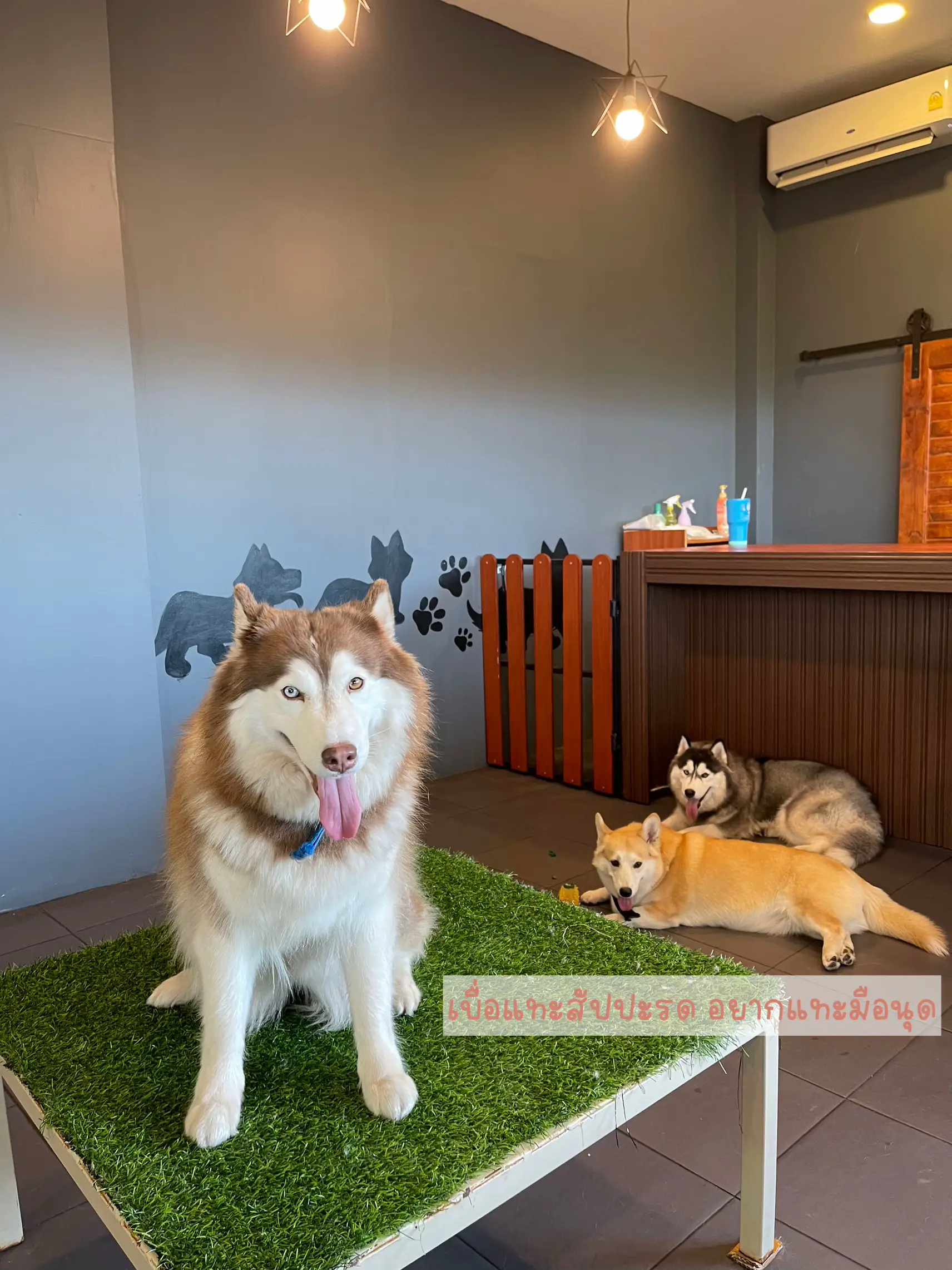 Dog cafe ฉะเชิงเทรา ที่ห้ามพลาด 🐶🐾 | แกลเลอรีที่โพสต์โดย Nat 🌷 | Lemon8