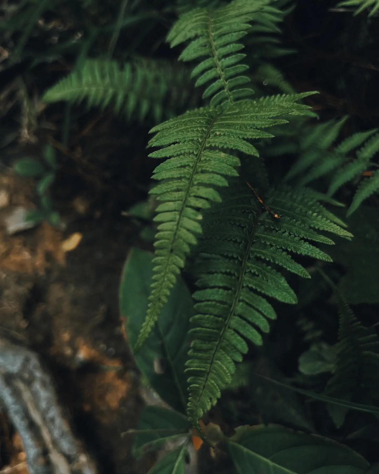 ดอยหัวหมู ป่าสวยใกล้ตัวเมืองเชียงใหม่ | แกลเลอรีที่โพสต์โดย Nit Niramon | Lemon8