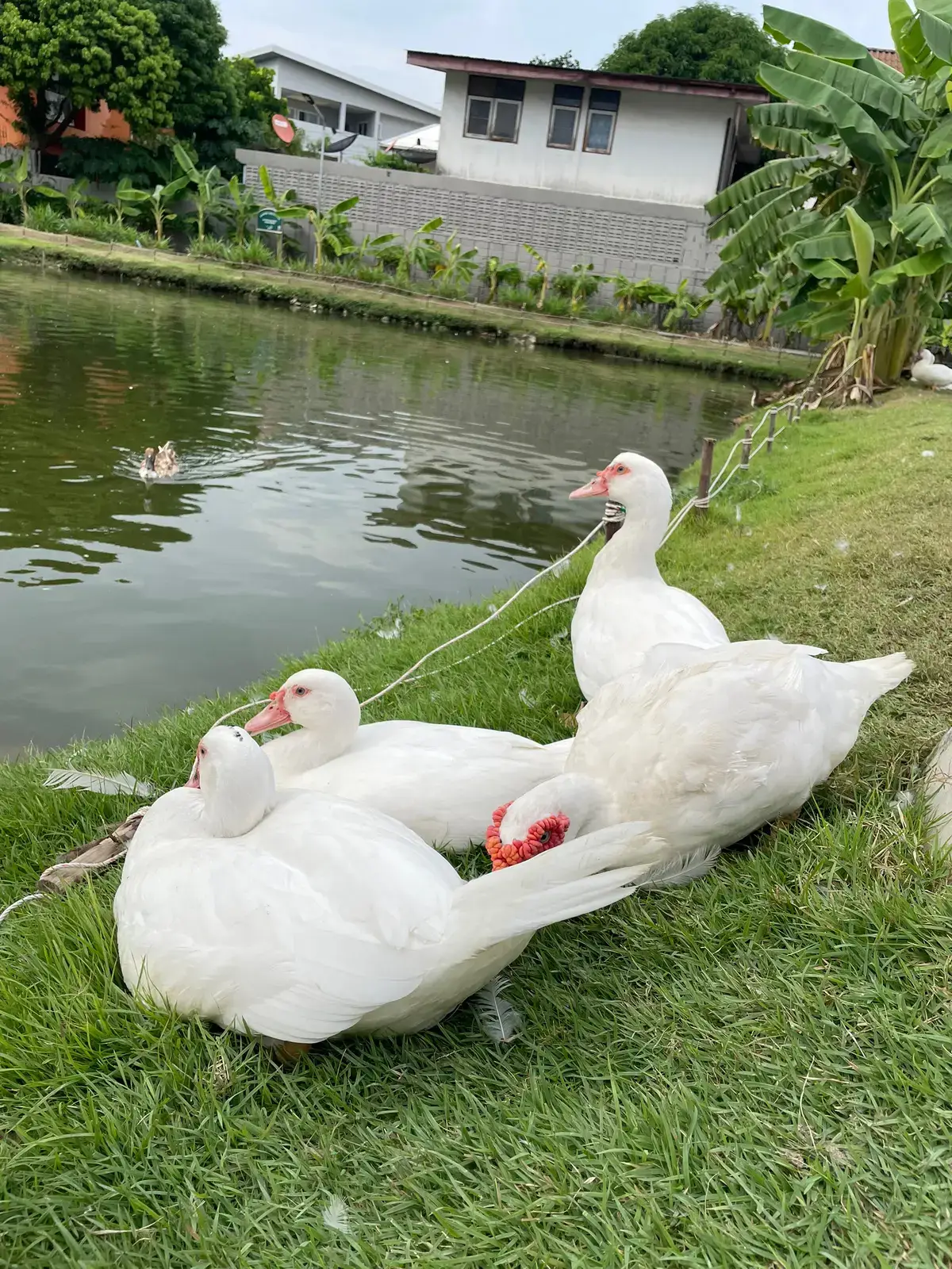 🤩 มีที่แบบนี้ในกรุงเทพด้วย กับ ‘Sansiri Backyard’ 🪴 | แกลเลอรีที่โพสต์โดย mieww | Lemon8