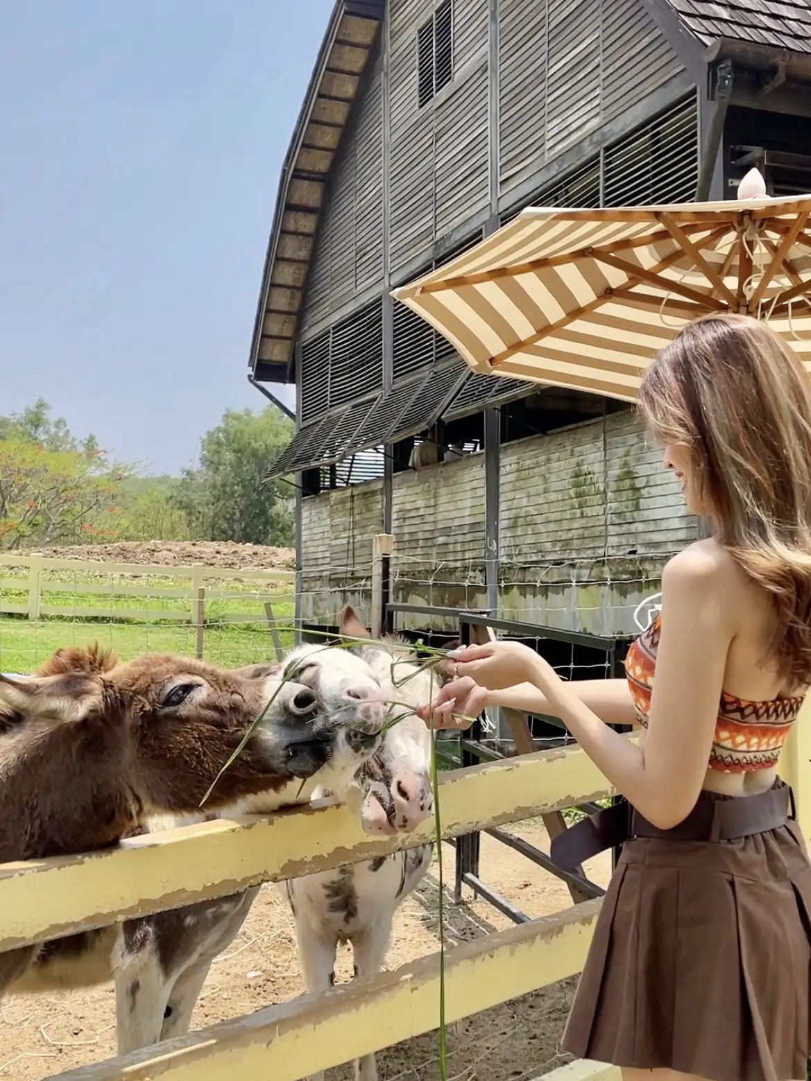 ‘Primo Piazza’ พาไปหาน้องๆกันน~🐏🏔️ | แกลเลอรีที่โพสต์โดย ⌒ panitta🌷🎨🥂 | Lemon8