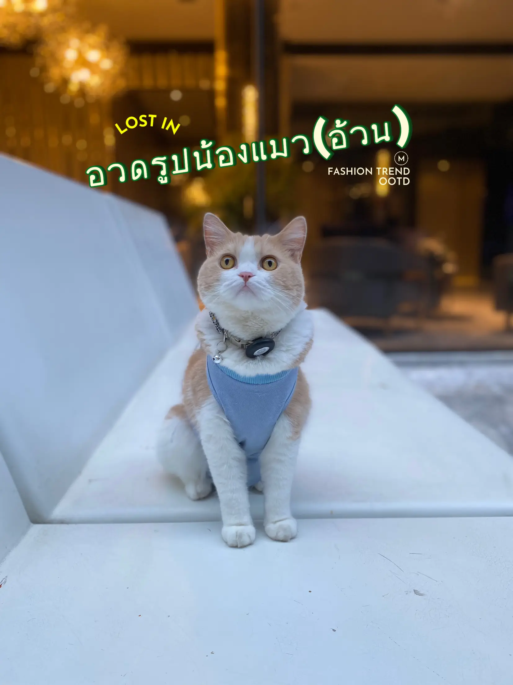 อวดรูปน้องแมว(อ้วน) | แกลเลอรีที่โพสต์โดย KWG🌸 | Lemon8