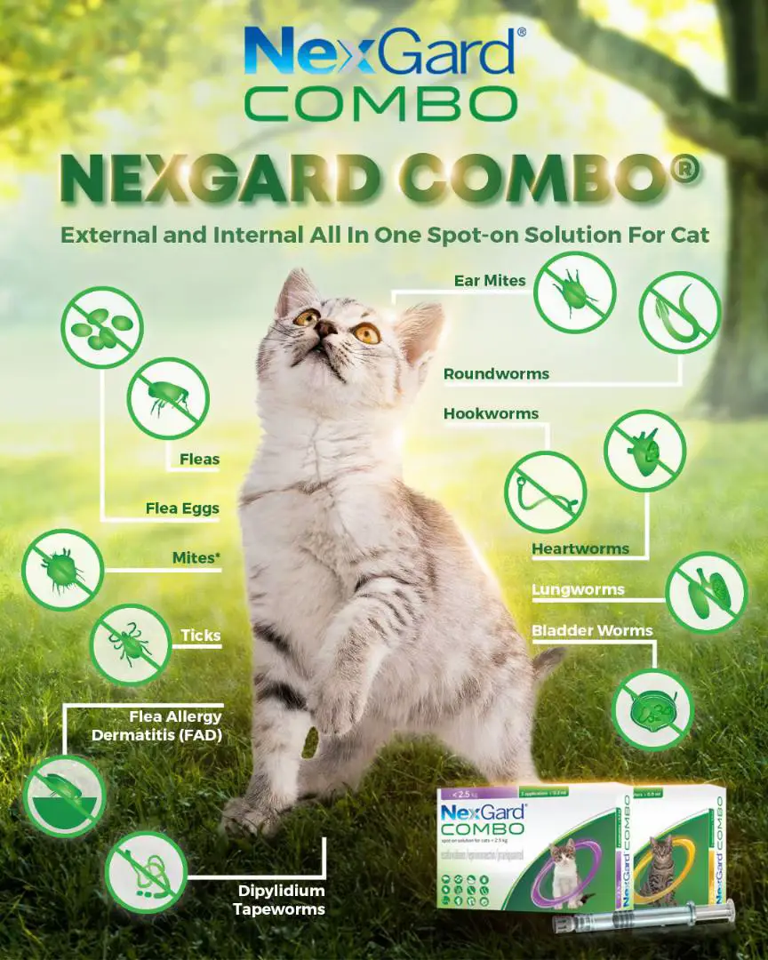 🐱𝐍𝐄𝐗𝐆𝐀𝐑𝐃®️ 𝐂𝐎𝐌𝐁𝐎🐱 | Galeri disiarkan oleh Guard Your Pet | Lemon8