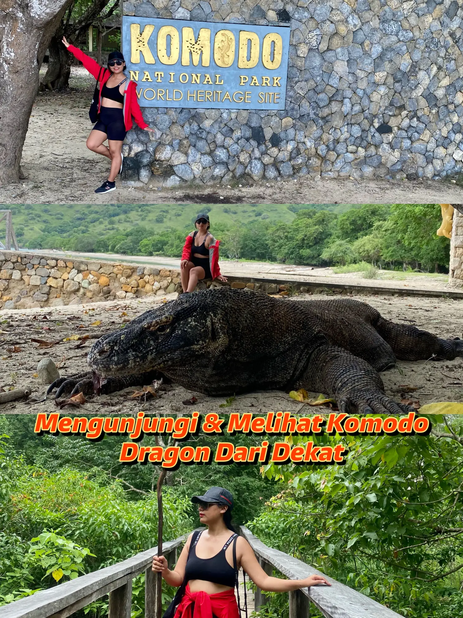 Mengunjungi & Melihat Komodo Dragon Dari Dekat | Galeri diposting oleh ...