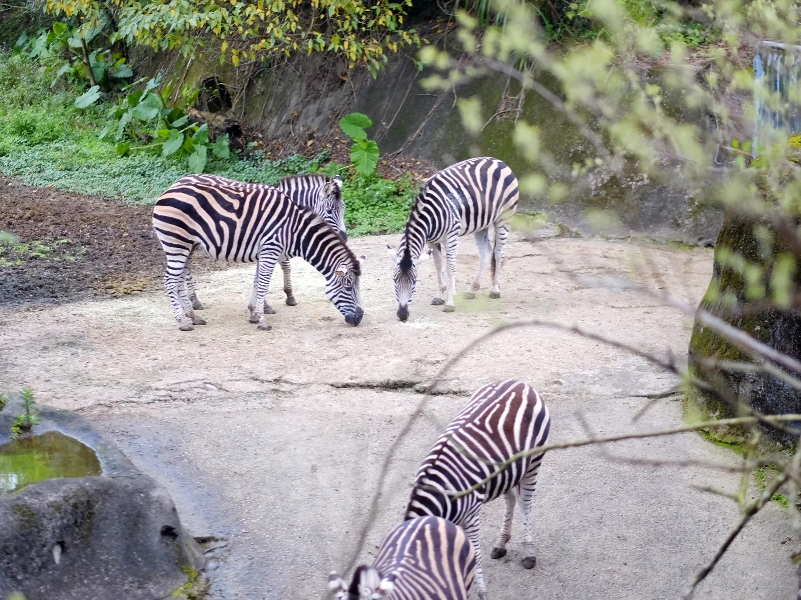 Taipei Zoo สวนสัตว์ ที่ใหญ่ที่สุดในเอเชีย 🦜 | แกลเลอรีที่โพสต์โดย ...