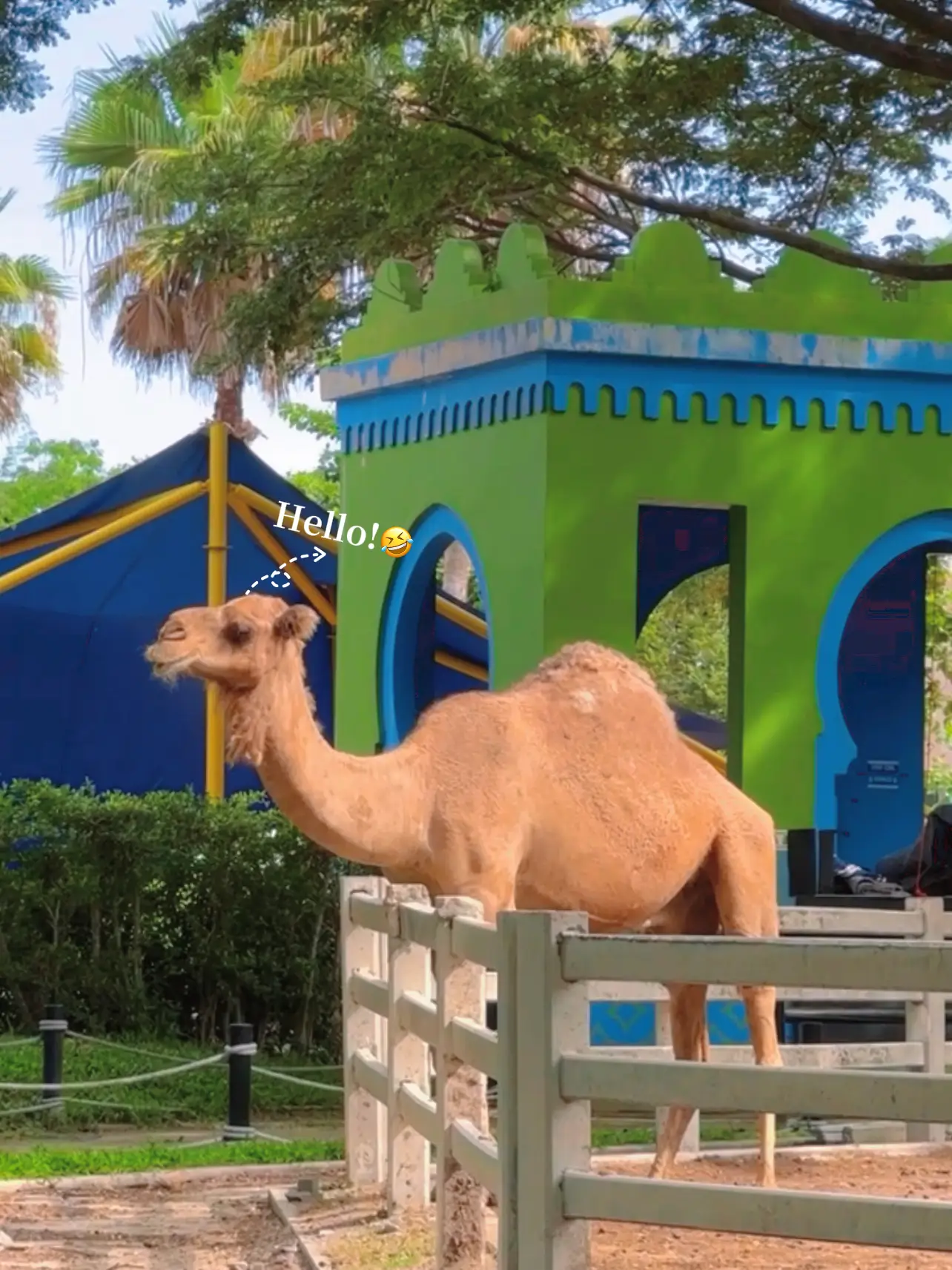 ไปดูอูฐกันนน~~~ 🐫 | แกลเลอรีที่โพสต์โดย Paloy Polyy | Lemon8