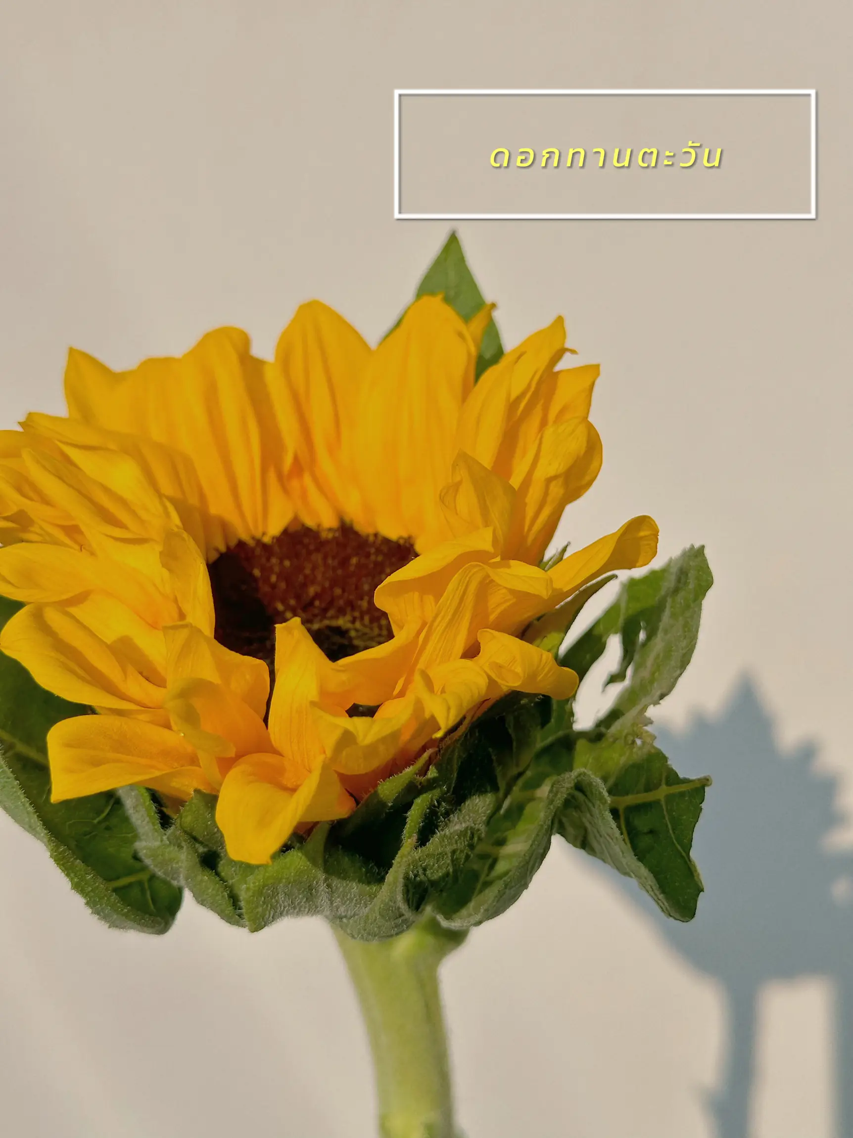 ดอกไม้ปากคลองตลาด 🌸🌻 | แกลเลอรีที่โพสต์โดย fa ra | Lemon8