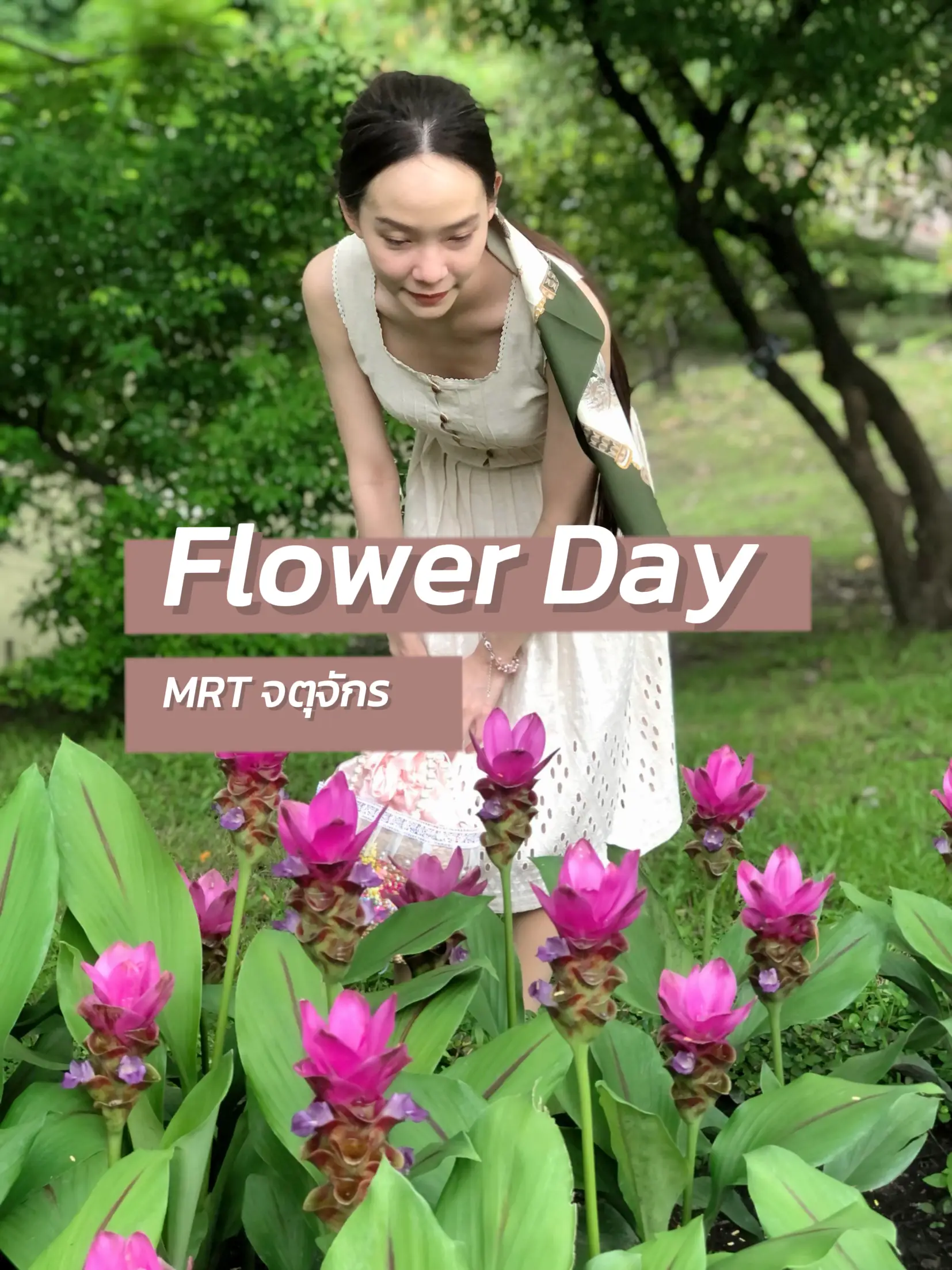 ถ่ายรูปดอกไม้3สวนรวด: สวนรถไฟ สวนสมเด็จ สวนจตุจักร | แกลเลอรีที่โพสต์โดย Meixing | Lemon8