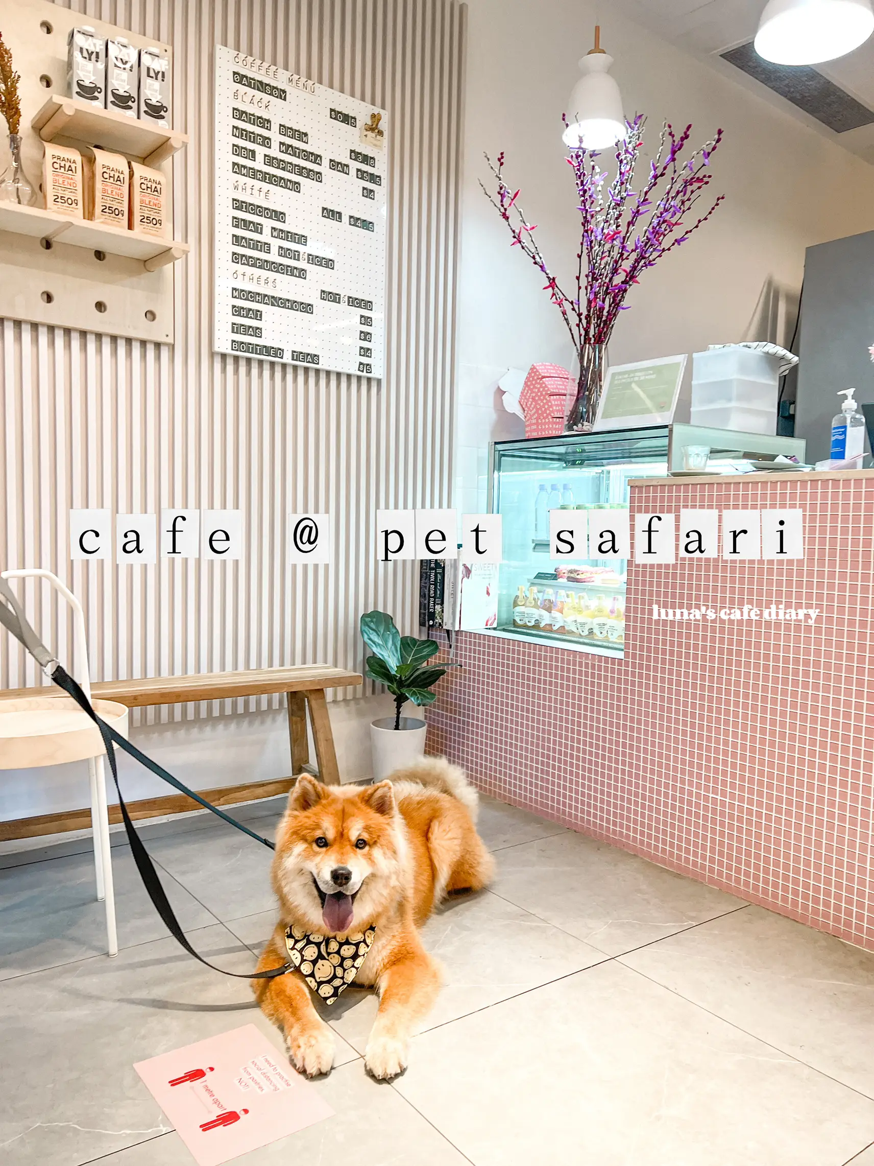 cafe @ pet safari: luna's cafe diary | Gallery posted by luna & hooman ...