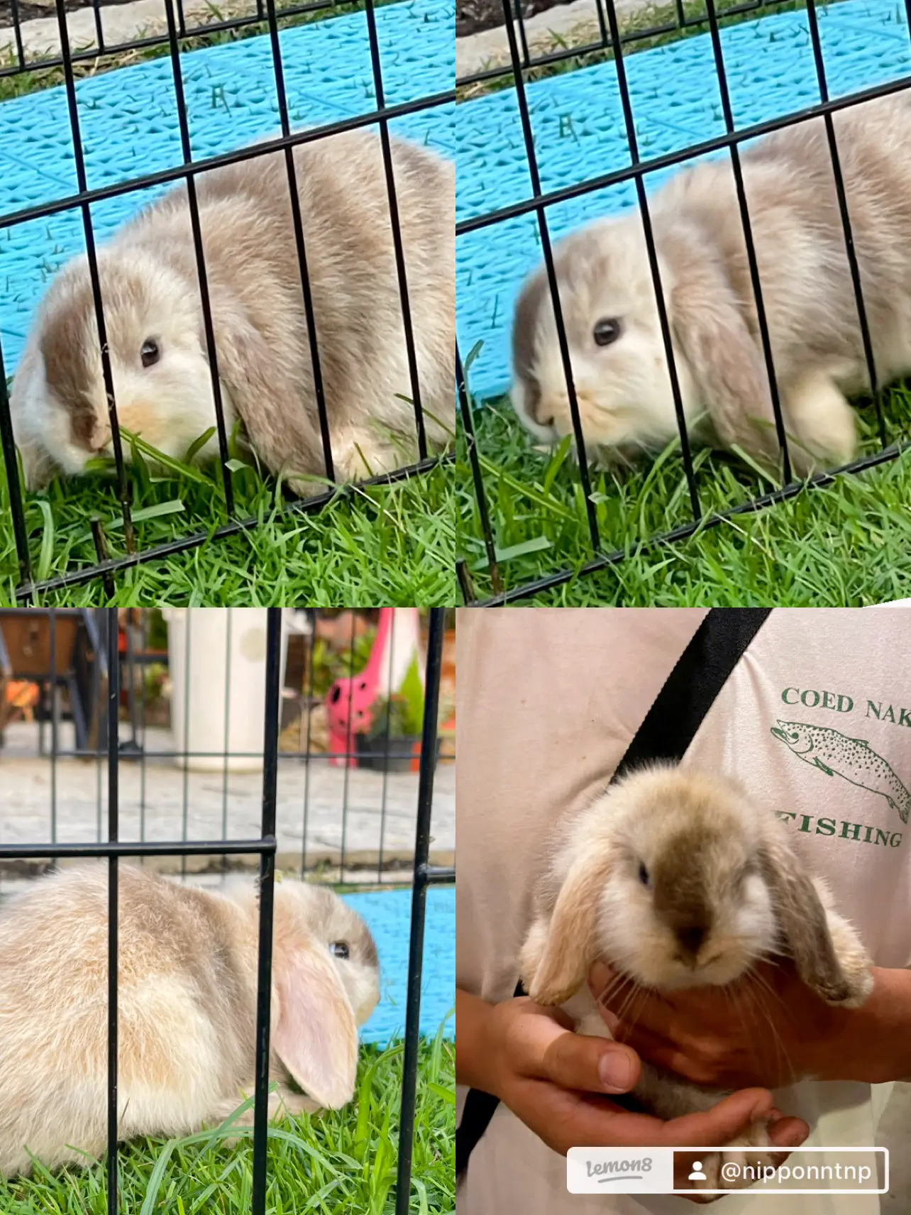 💡10 ข้อควรรู้ก่อนเลี้ยงกระต่าย “ไม่งั้นไม่รอด”🐰‼️ | แกลเลอรีที่โพสต์โดย np :•) | Lemon8