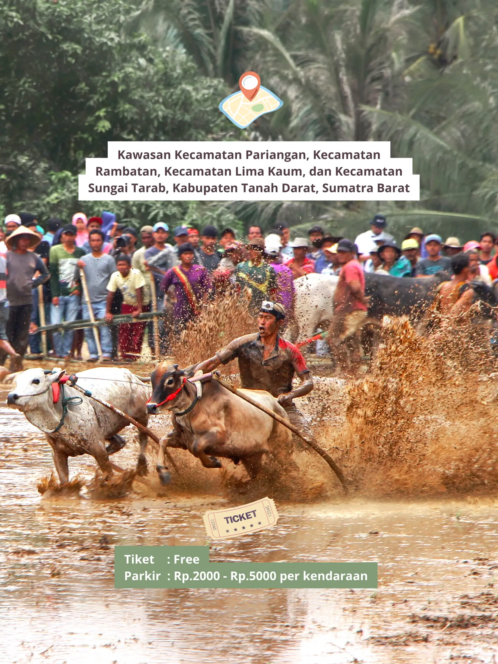 Seru Liat Tradisi Balapan Sapi Khas Minangkabau | แกลเลอรีที่โพสต์โดย ...