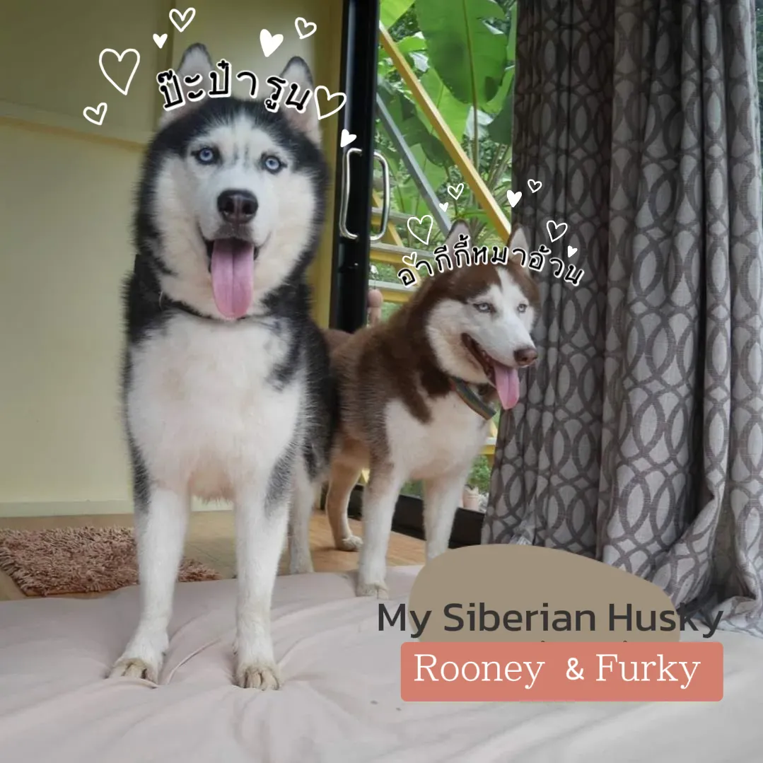 My Siberian Husky 🤍 | แกลเลอรีที่โพสต์โดย Poupae Paepou | Lemon8