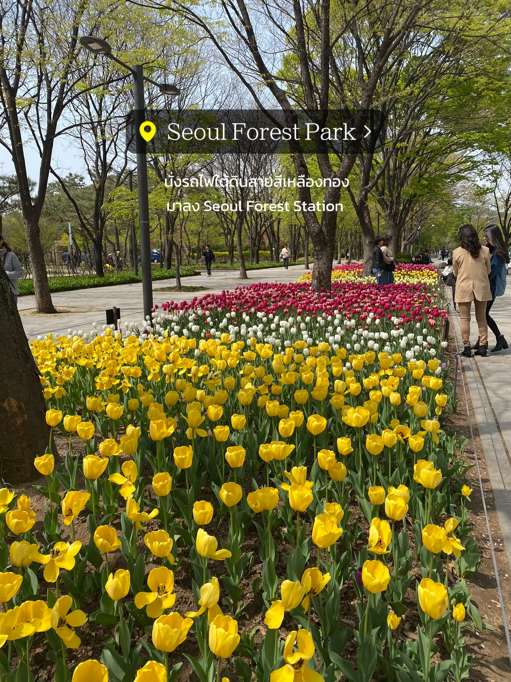 พาไปเช็คอินสวน Seoul Forest 🌳 🌷ที่เกาหลี! ถ่ายรูปปังมาก 😳 | แกลเลอรีที่ ...