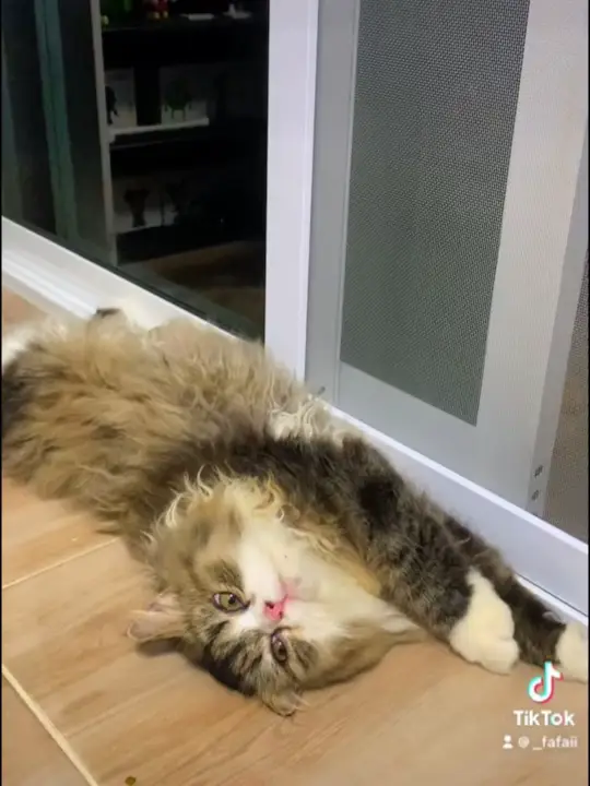Jimmy the cat🤍 | วิดีโอที่เผยแพร่โดย Fafaii | Lemon8