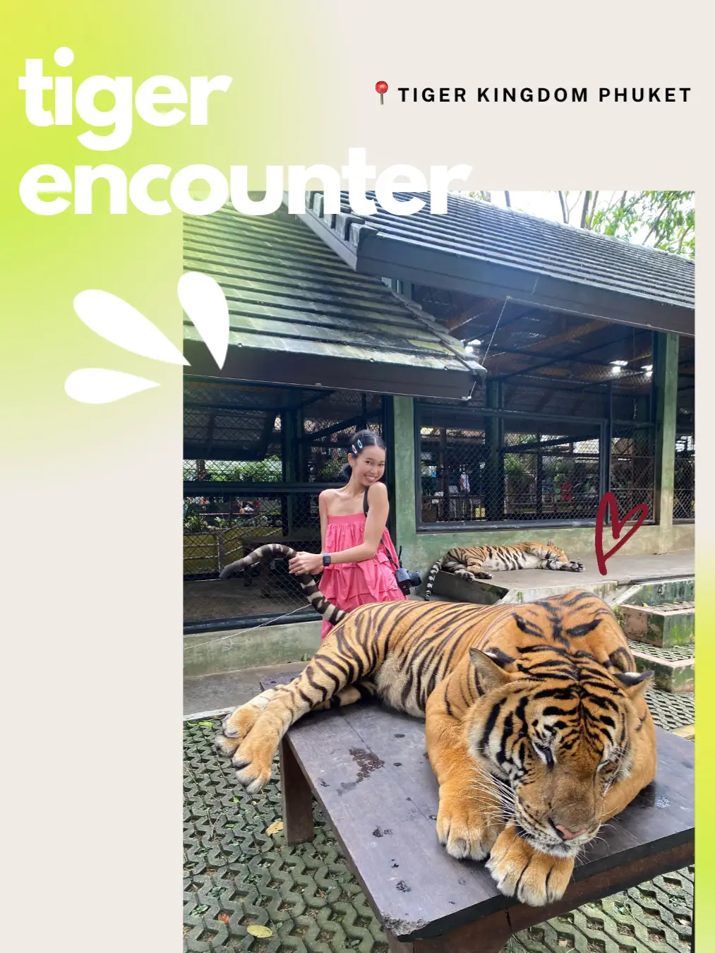 Pet a Big Tiger in Phuket! | Gallery posted by Dione | Lemon8