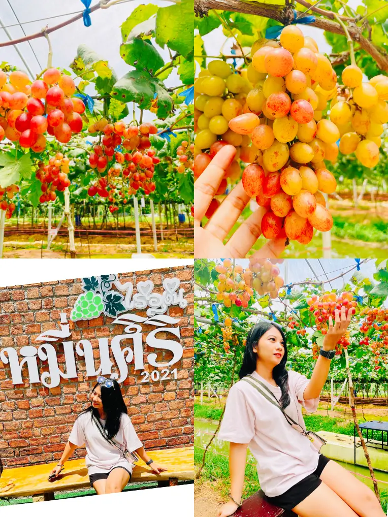 🔸ไร่องุ่น หมื่นศิริ จ.พัทลุง 🔹 | แกลเลอรีที่โพสต์โดย Mo KB | Lemon8