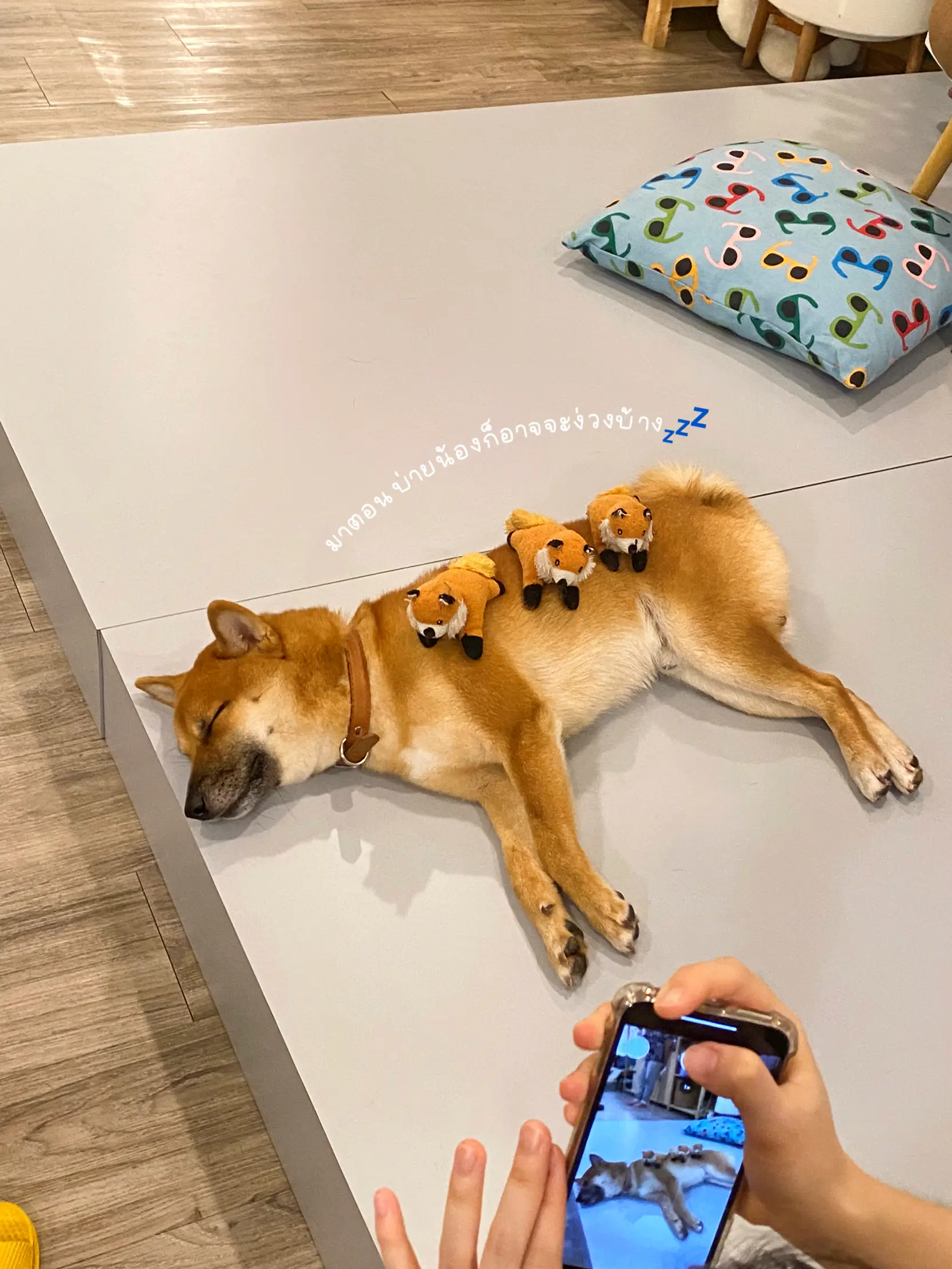 คาเฟ่หมาเปิดใหม่! Pawlidays House🐶🐾 | แกลเลอรีที่โพสต์โดย kn_yada🐰🎀 | Lemon8