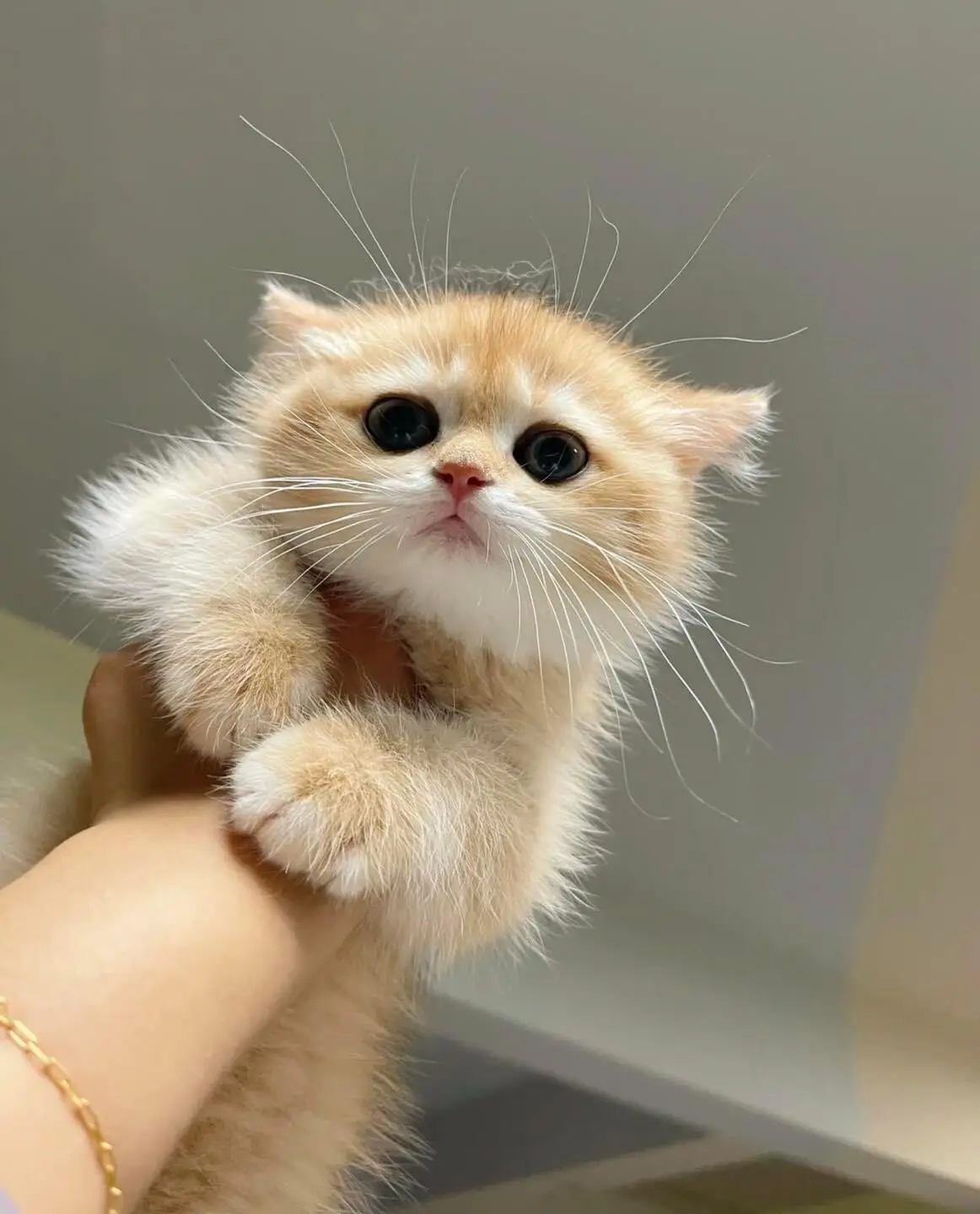แมวของนุดด🐱🫶🏻 แกลเลอรีที่โพสต์โดย Pang 2547 Lemon8