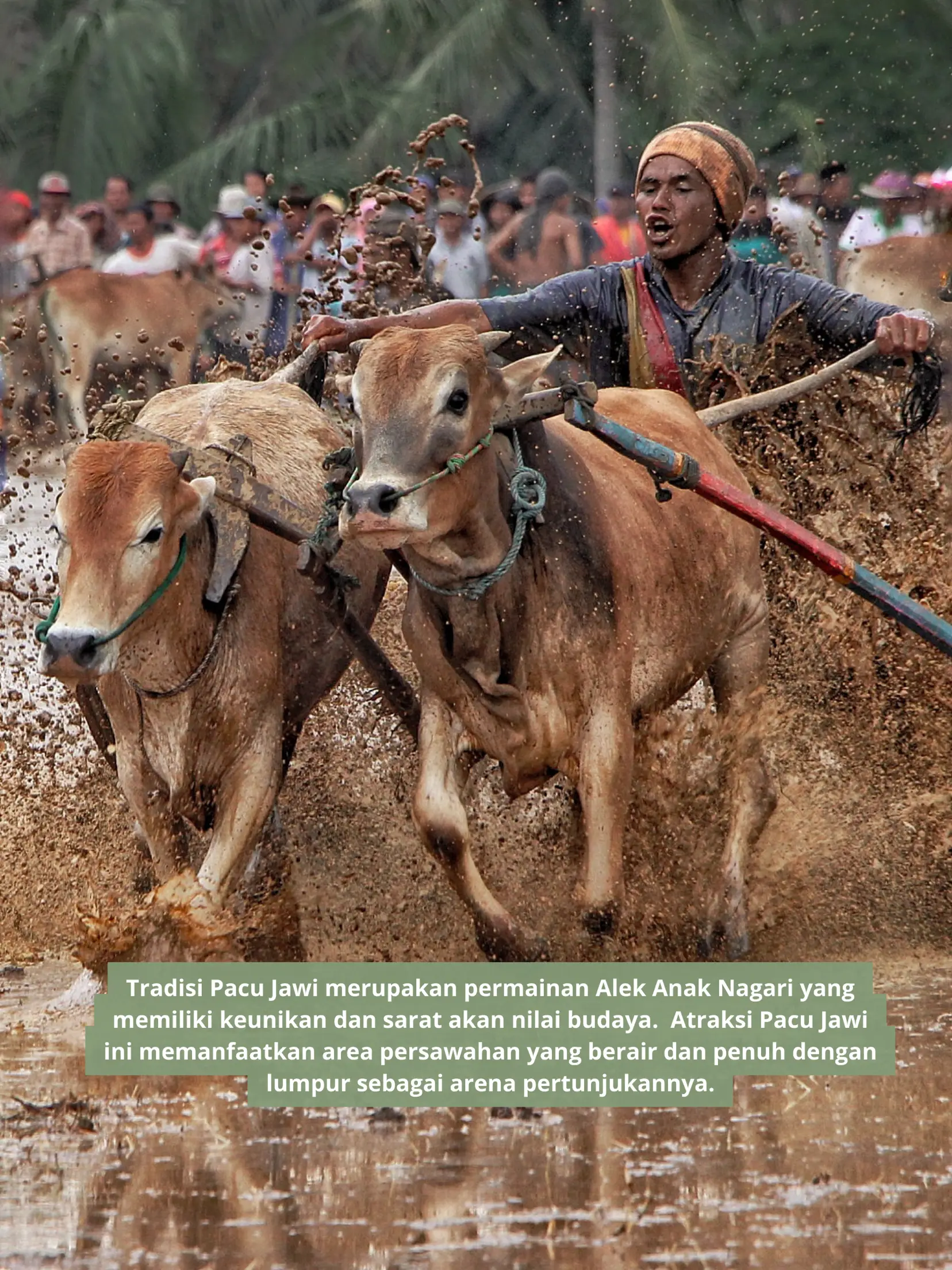 Seru Liat Tradisi Balapan Sapi Khas Minangkabau | แกลเลอรีที่โพสต์โดย ...