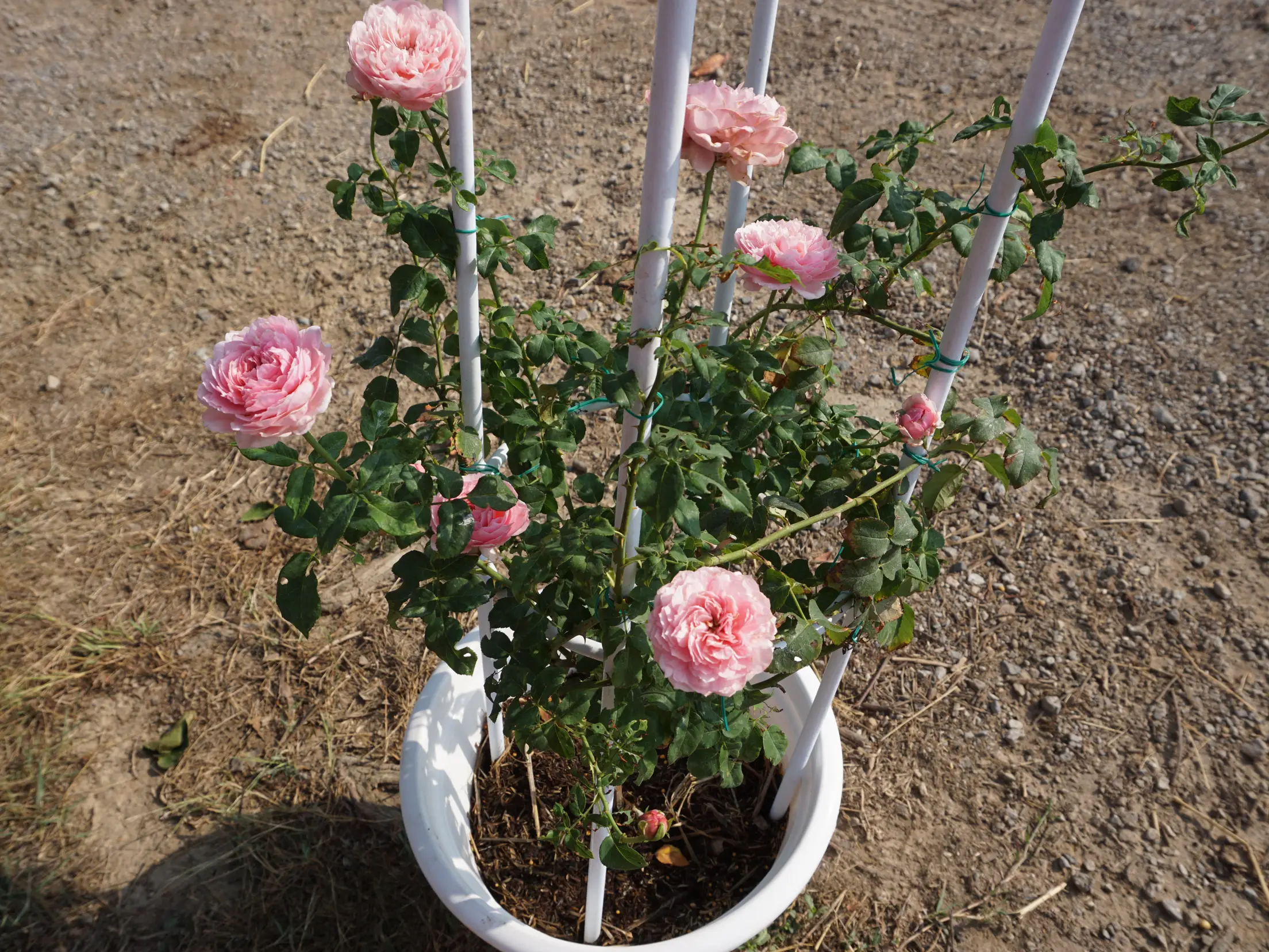 Plume Rose | แกลเลอรีที่โพสต์โดย NatchayaRurngwa | Lemon8