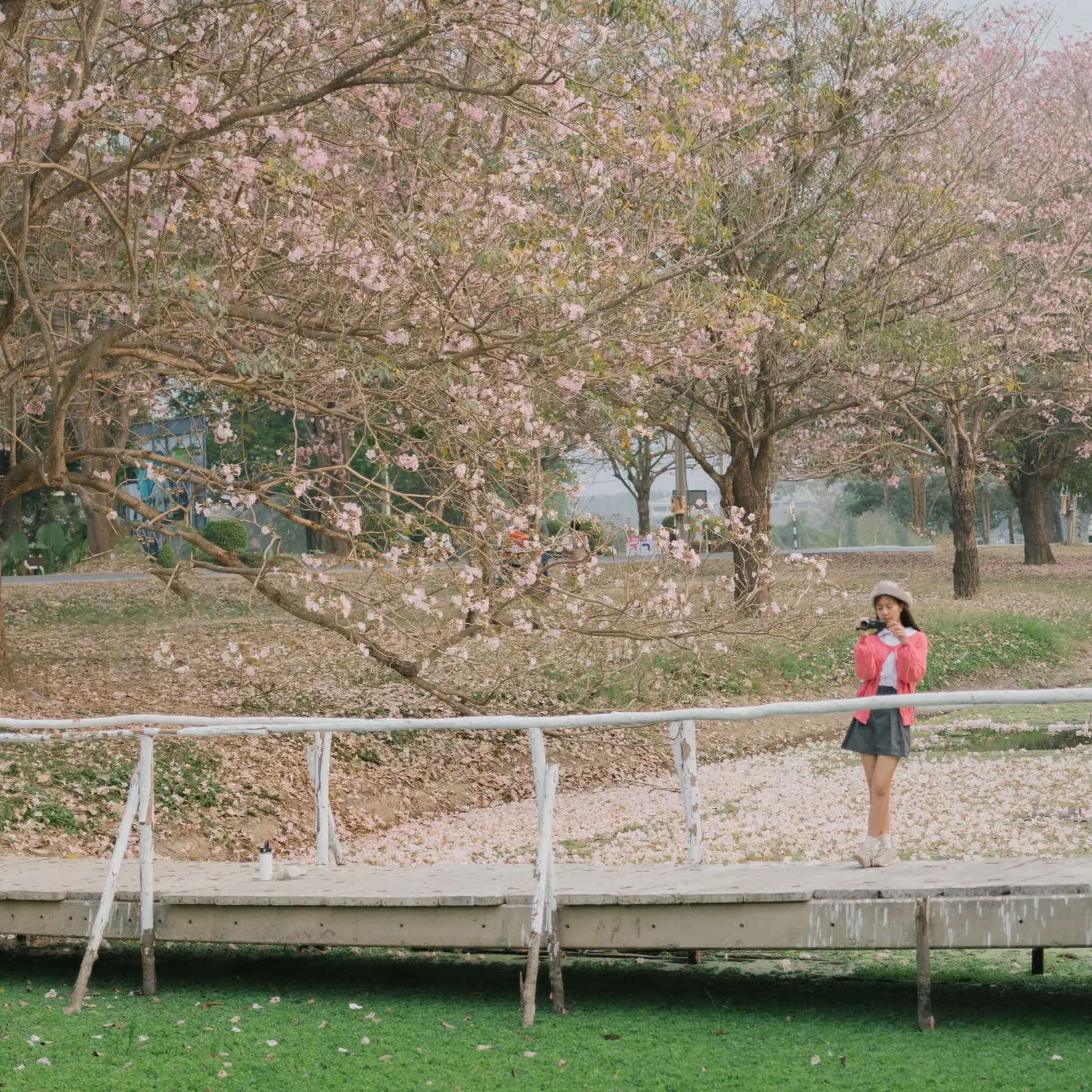 ชมพูพันธุ์ทิพย์ #กำแพงแสน 2023 🌸🍃 | แกลเลอรีที่โพสต์โดย lbzero | Lemon8