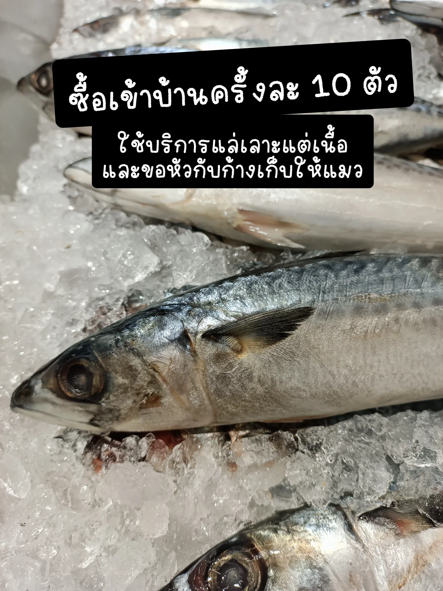 ปลาซาบะ🐟สายกักตุนอย่าลืม⚠️ ใช้บริการแล่เลาะก้าง | แกลเลอรีที่โพสต์โดย ...