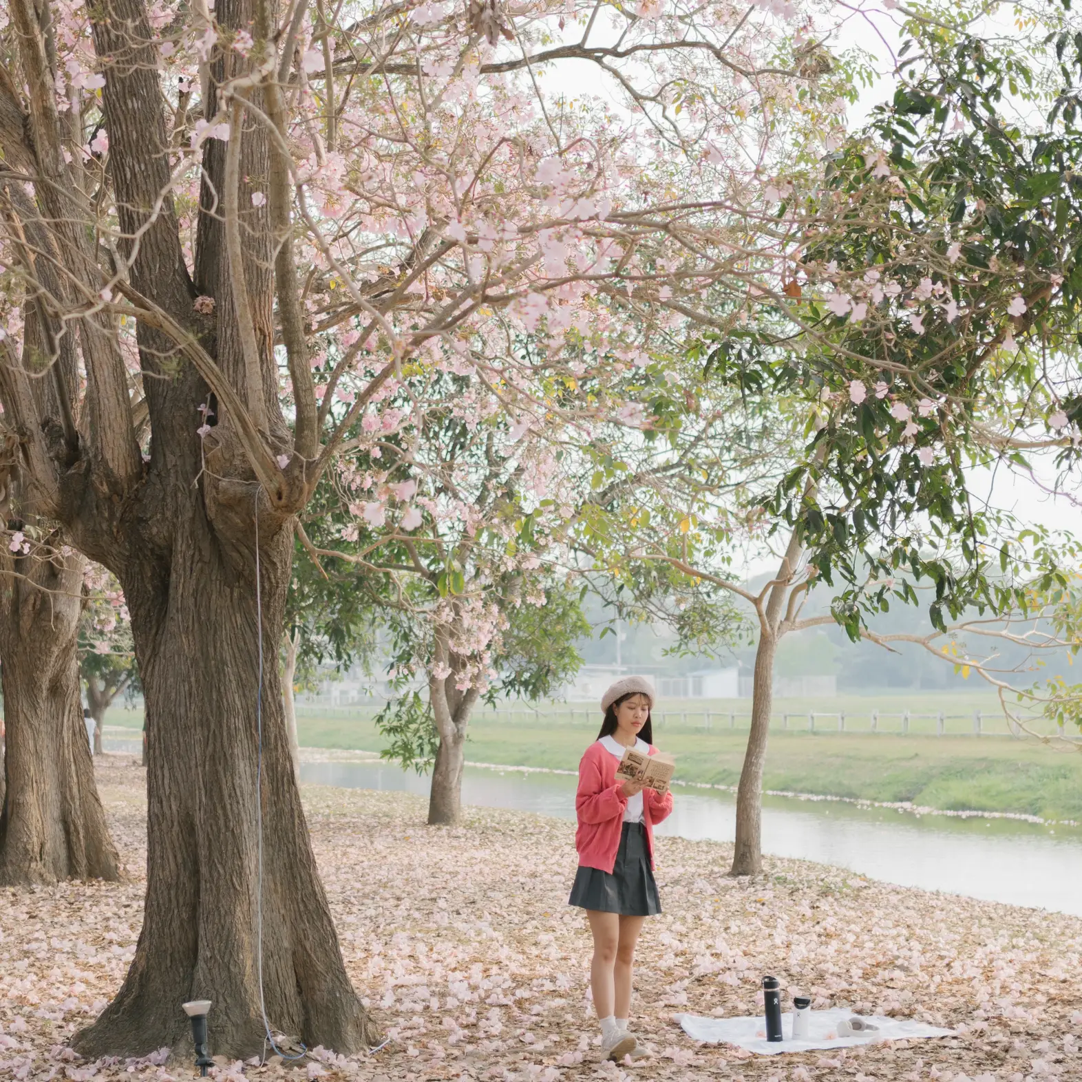 ชมพูพันธุ์ทิพย์ #กำแพงแสน 2023 🌸🍃 | แกลเลอรีที่โพสต์โดย lbzero | Lemon8