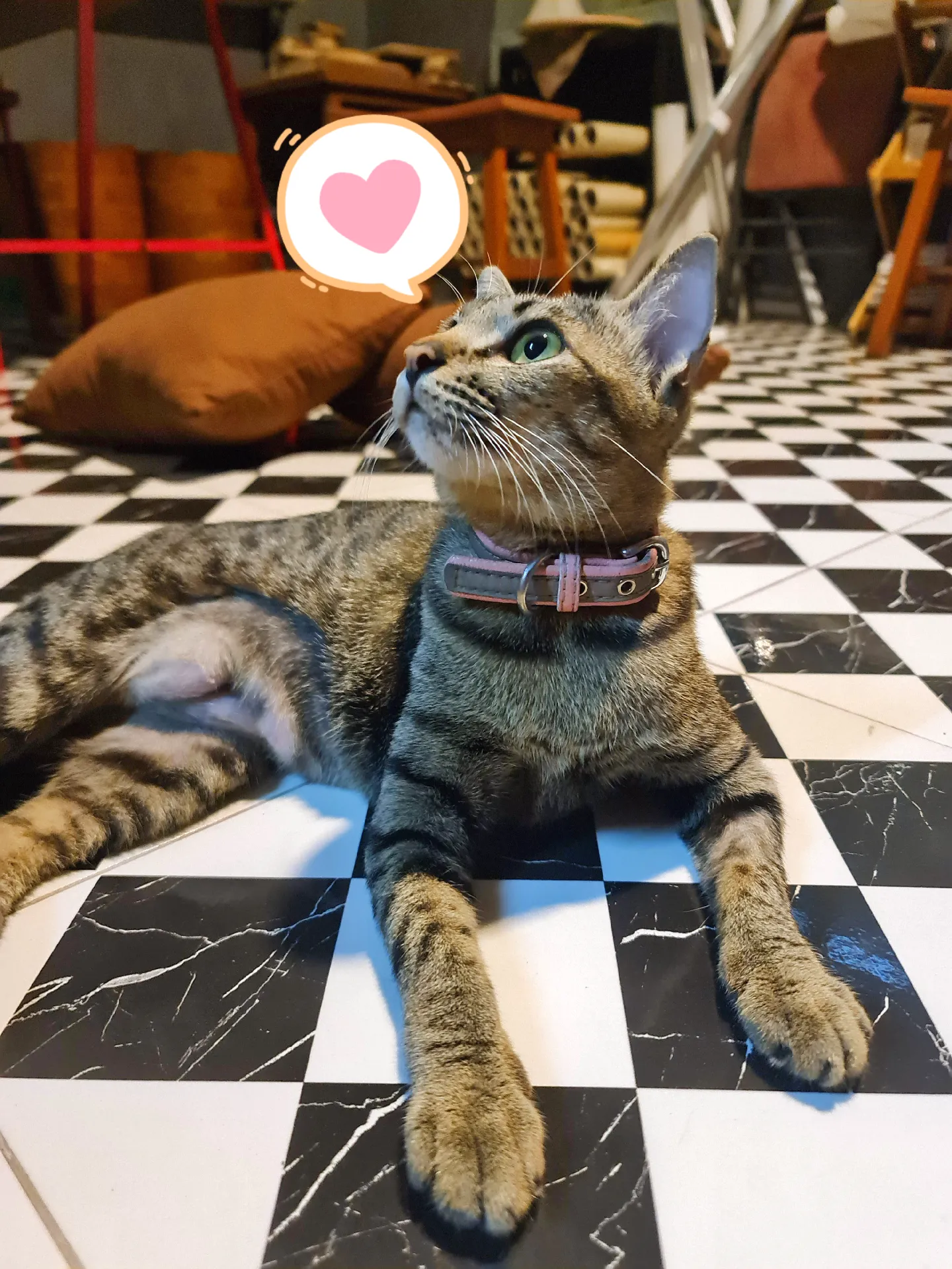 Tiny Liu | Gallery posted by 🐈‍⬛ Meow🐈‍⬛ | Lemon8