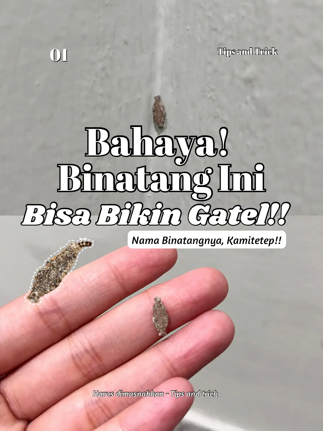 Ngeri! Hewan Ini Bisa Bikin Gatel Sebadan” 😥🥺 | Galeri diposting oleh ...
