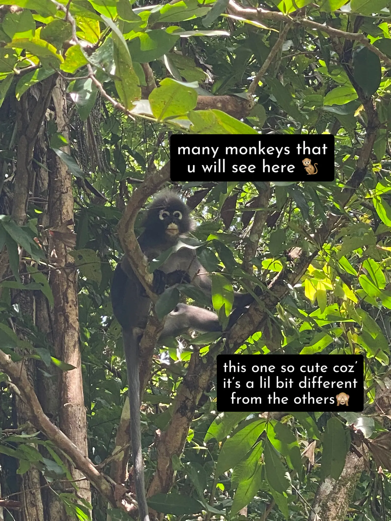 hiking trail in penang | astro rock 🪨🌿🍃 | Galeri diposting oleh ...