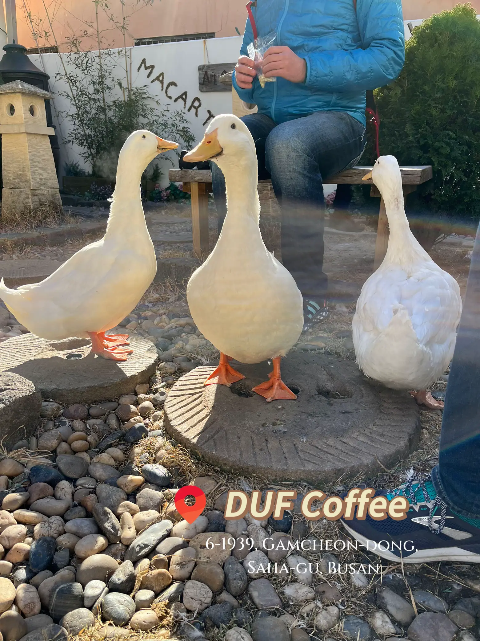 you get to feed ducks at this cafe 🥹 | Busan | Gallery posted by gladys ...