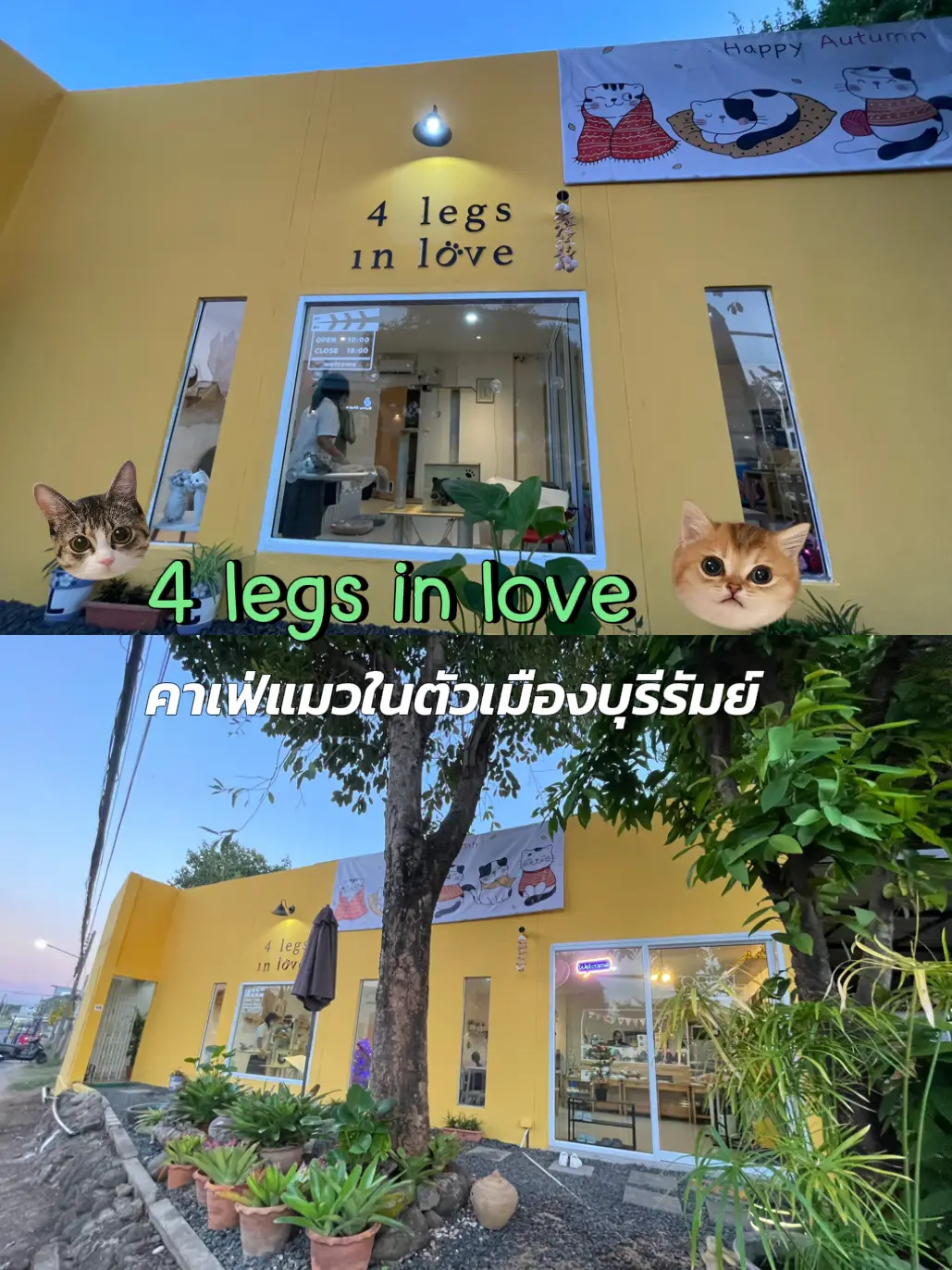 4 legs in love คาเฟ่น้องแมวในตัวเมืองบุรีรัมย์ 😸 | แกลเลอรีที่โพสต์โดย New'year diary | Lemon8