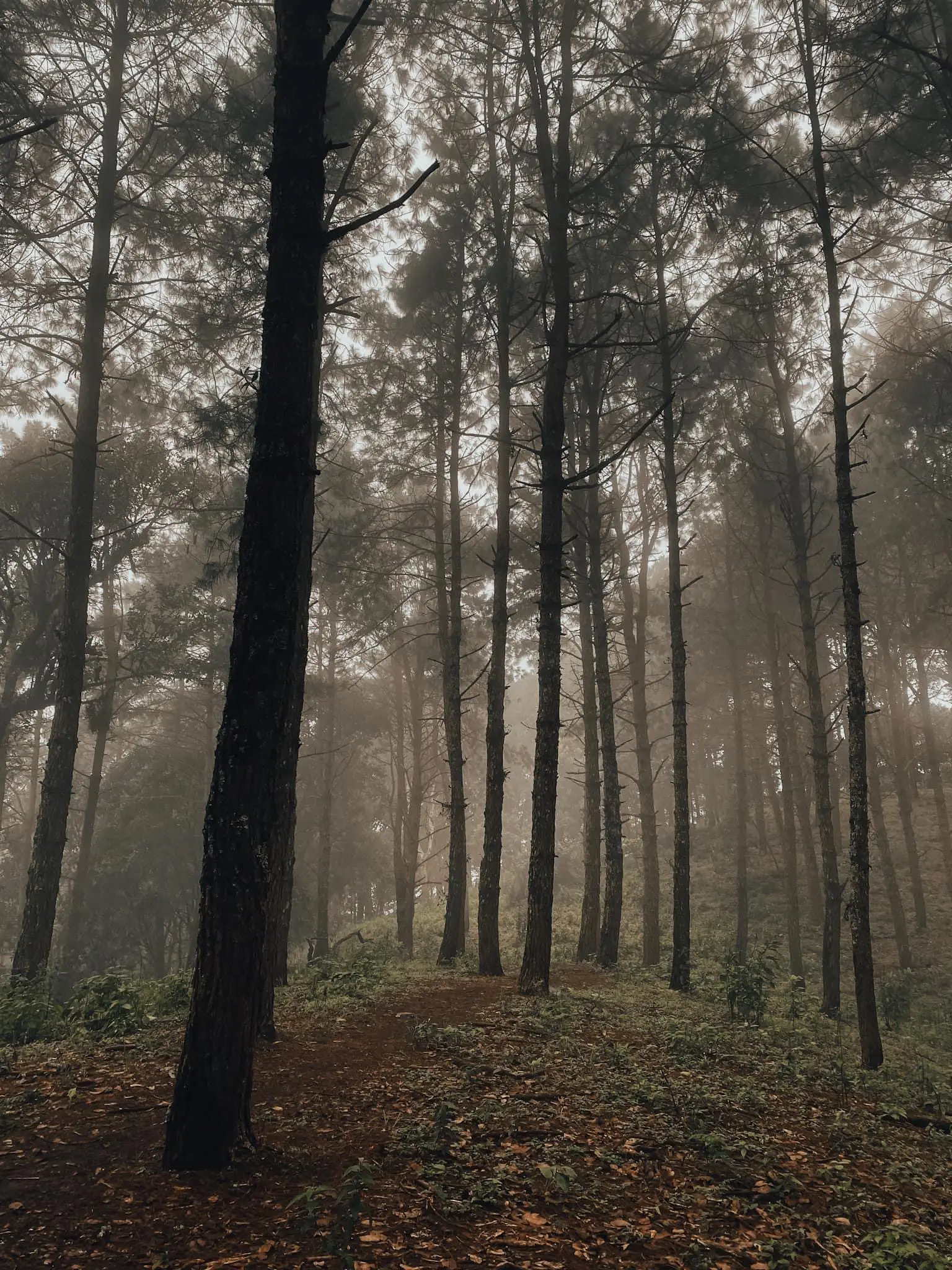 ดอยผาสามเหลี่ยม เดินง่าย ป่าสวย | แกลเลอรีที่โพสต์โดย Nit Niramon | Lemon8